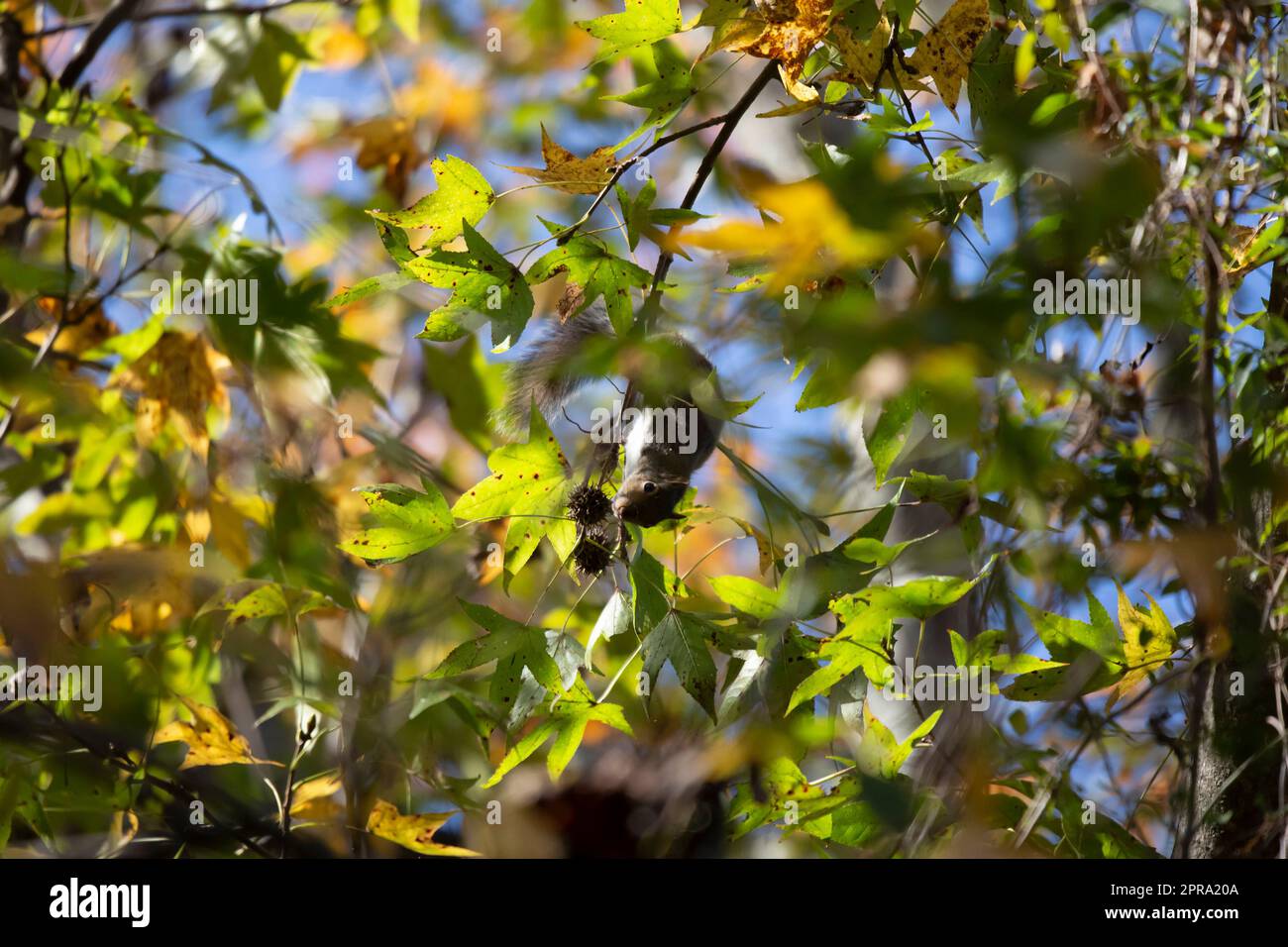 Eastern Gray Squirrel Stock Photo - Alamy