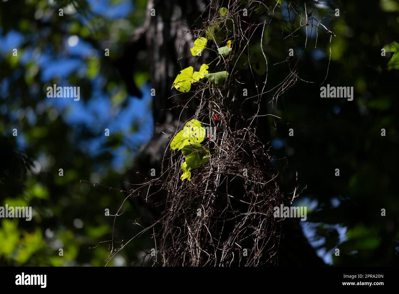 Runner leaves hi-res stock photography and images - Alamy
