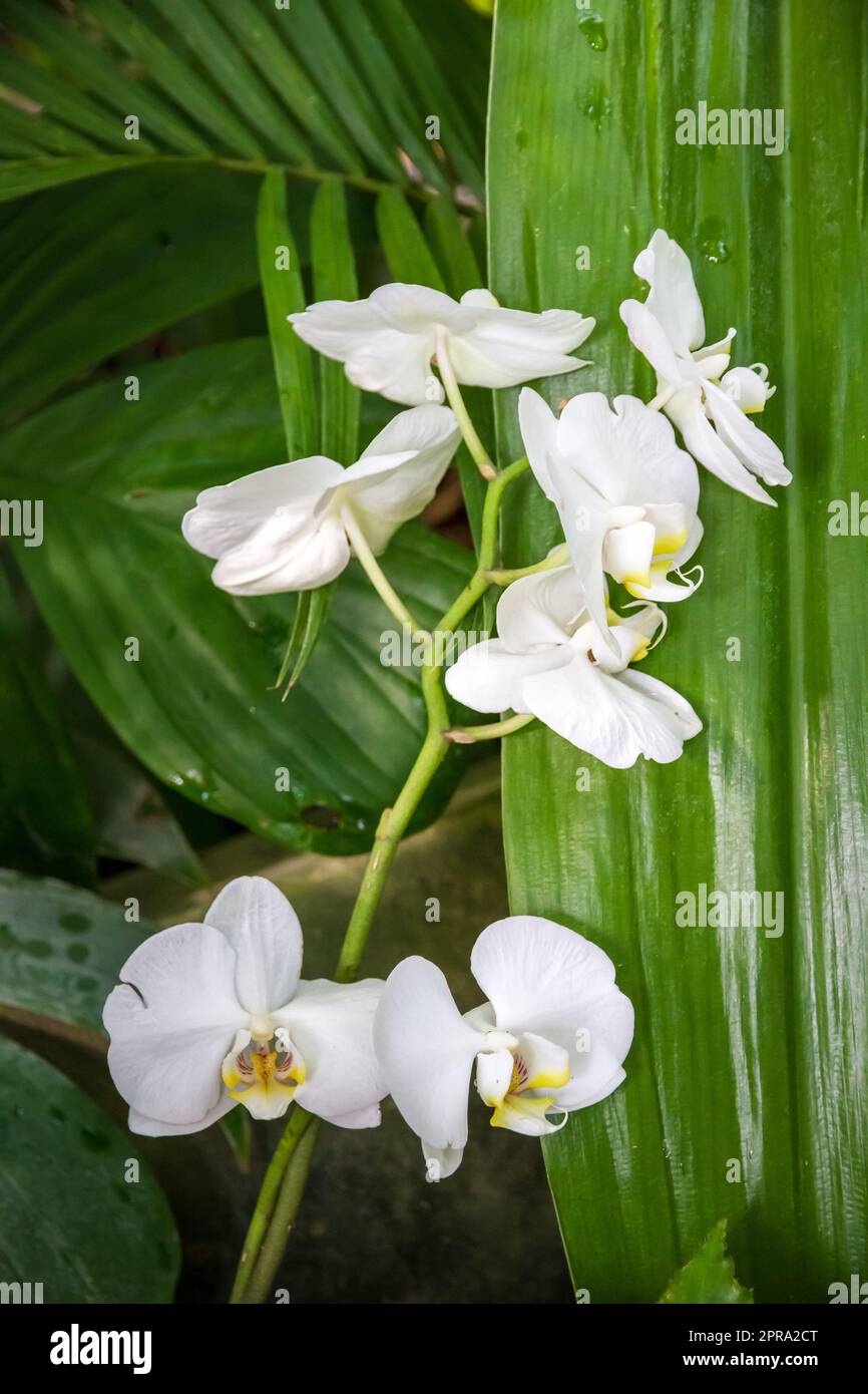 Phalaenopsis amabilis hi-res stock photography and images - Alamy
