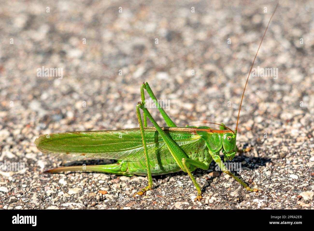 Grasshopper up close hi-res stock photography and images - Alamy