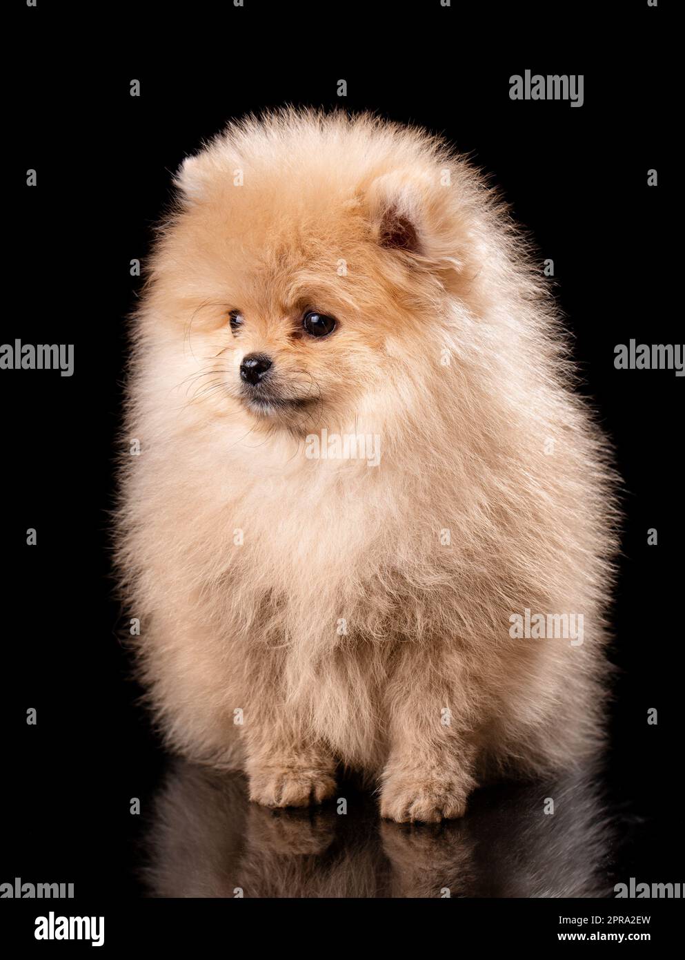 Cute little pomeranian spitz puppy sitting on a black background Stock ...