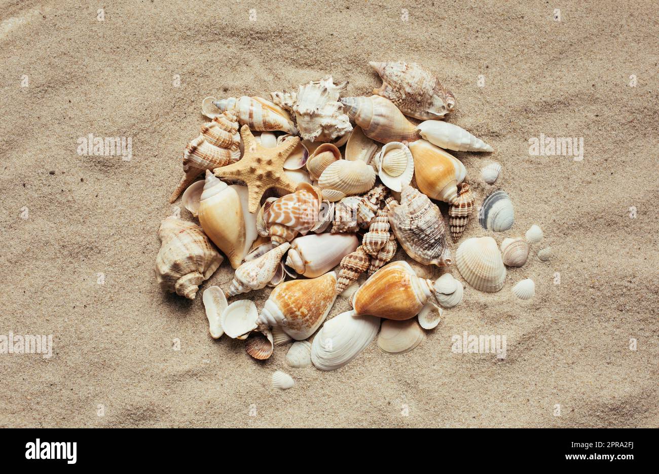 Various seashells are gathered in a pile. Natural materials on the sea ...