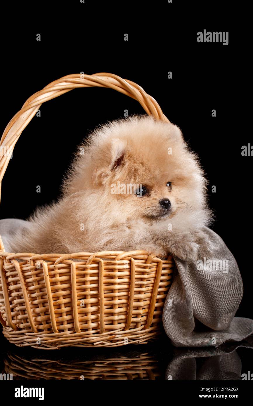 Adorable Fluffy Pomeranian Puppies