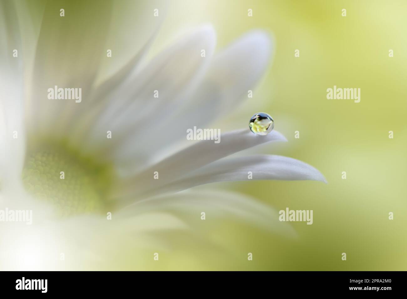 Beautiful Macro Shot of Magic Flowers.Border Art Design.Magic Light ...