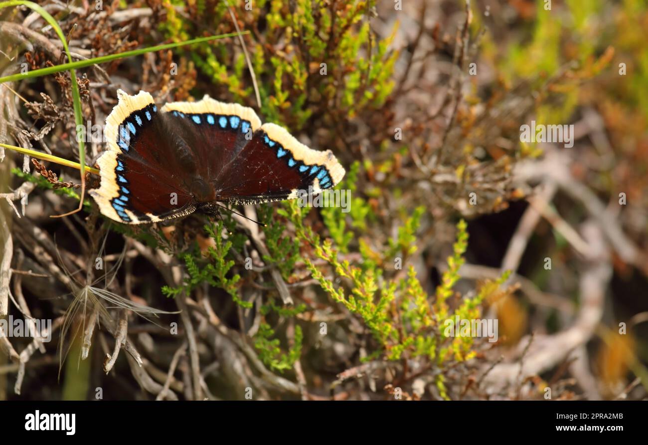 Mourning cloak butterfly hi-res stock photography and images - Alamy