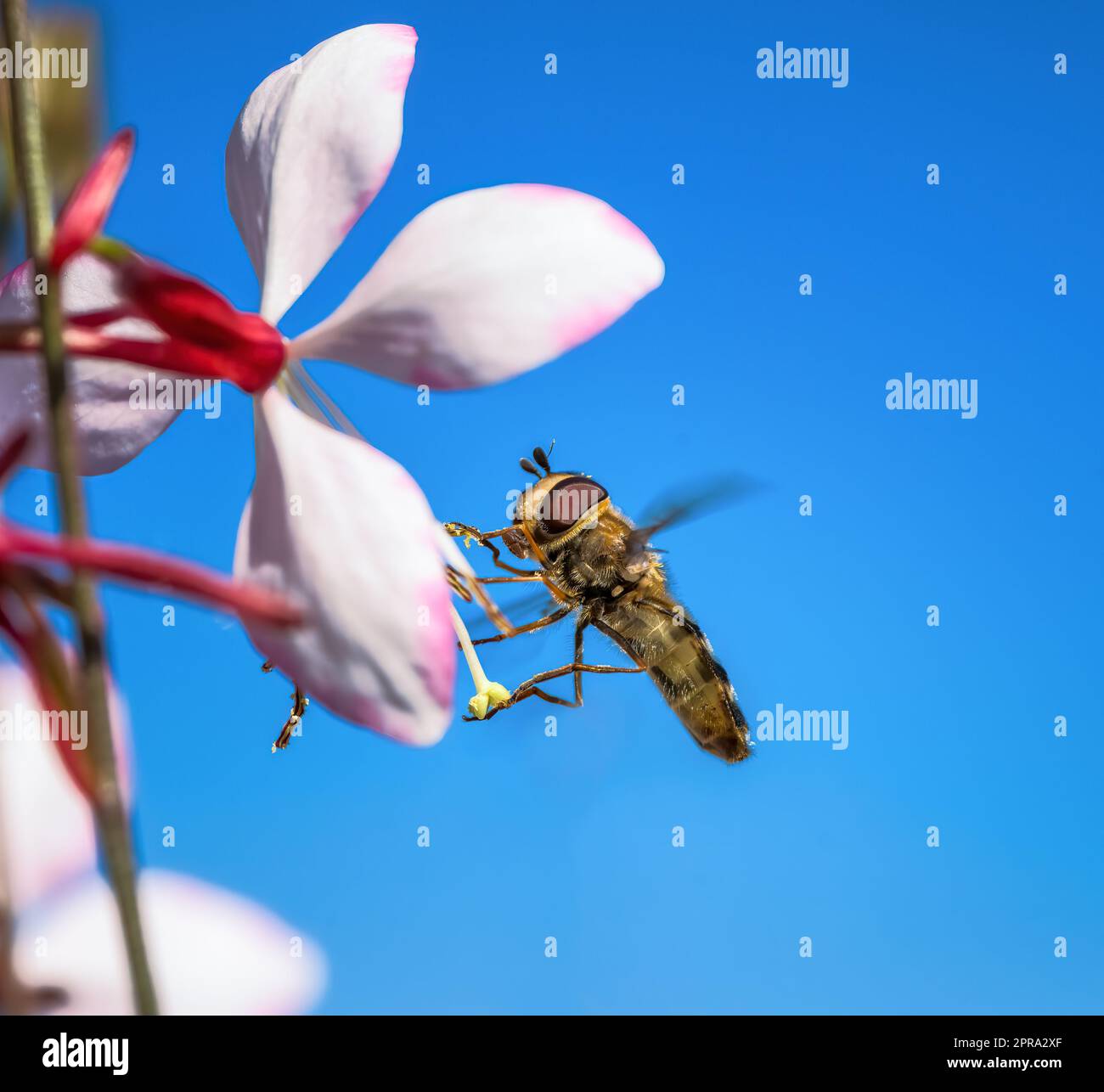 Hoverfly flying to an indian feather flower blossom Stock Photo - Alamy