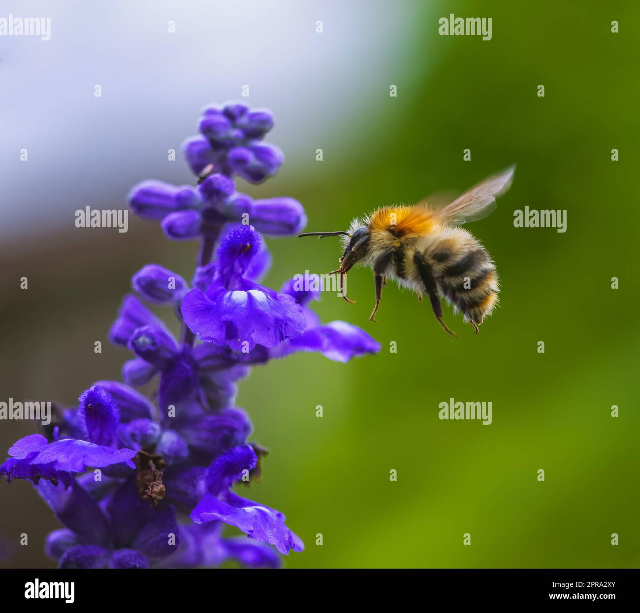 Common carder bee flying to a purple sage flower Stock Photo - Alamy