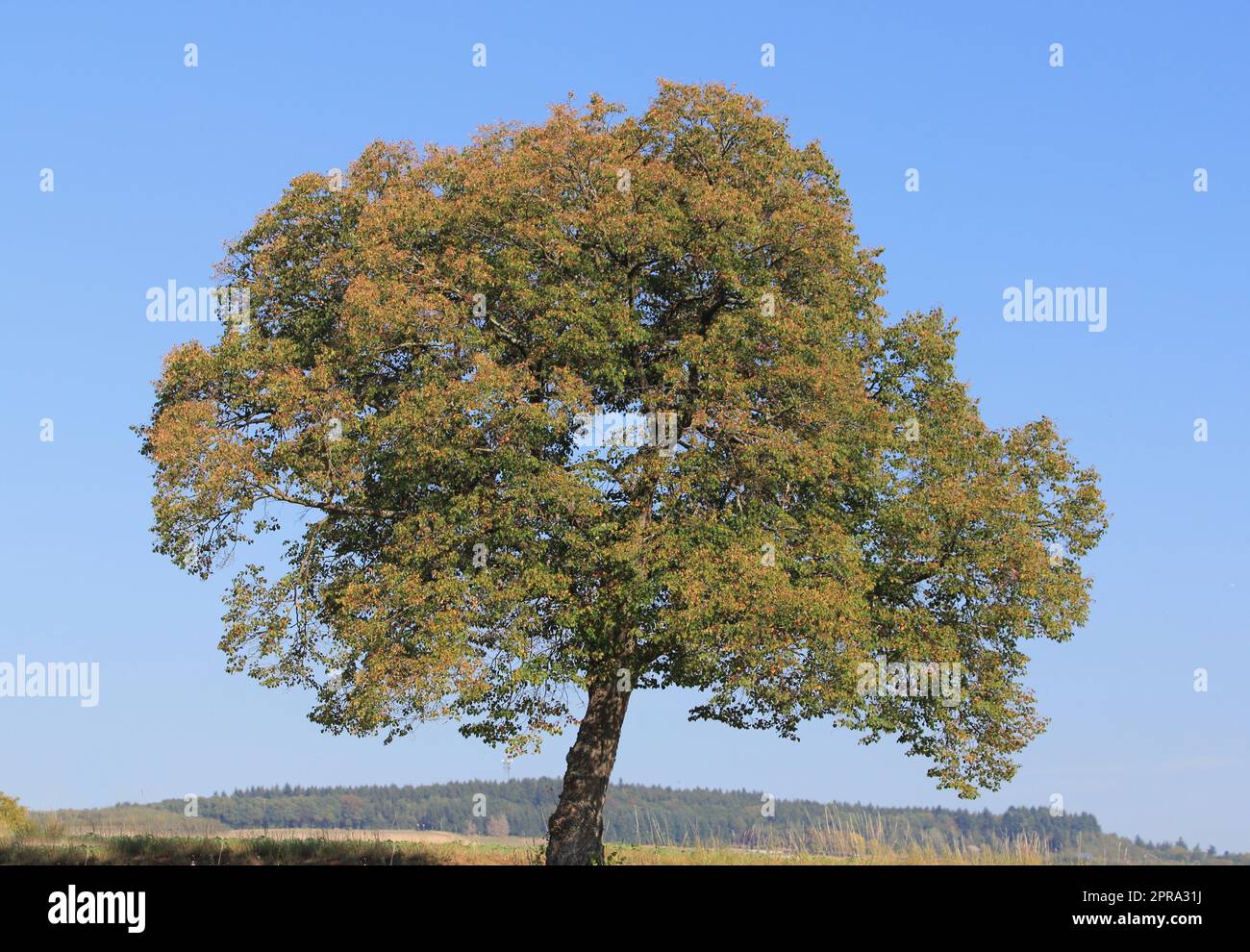 Baum tree hi-res stock photography and images - Alamy
