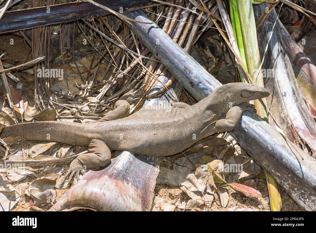 Large monitor lizard widely distributed on the island Sri Lanka Stock ...