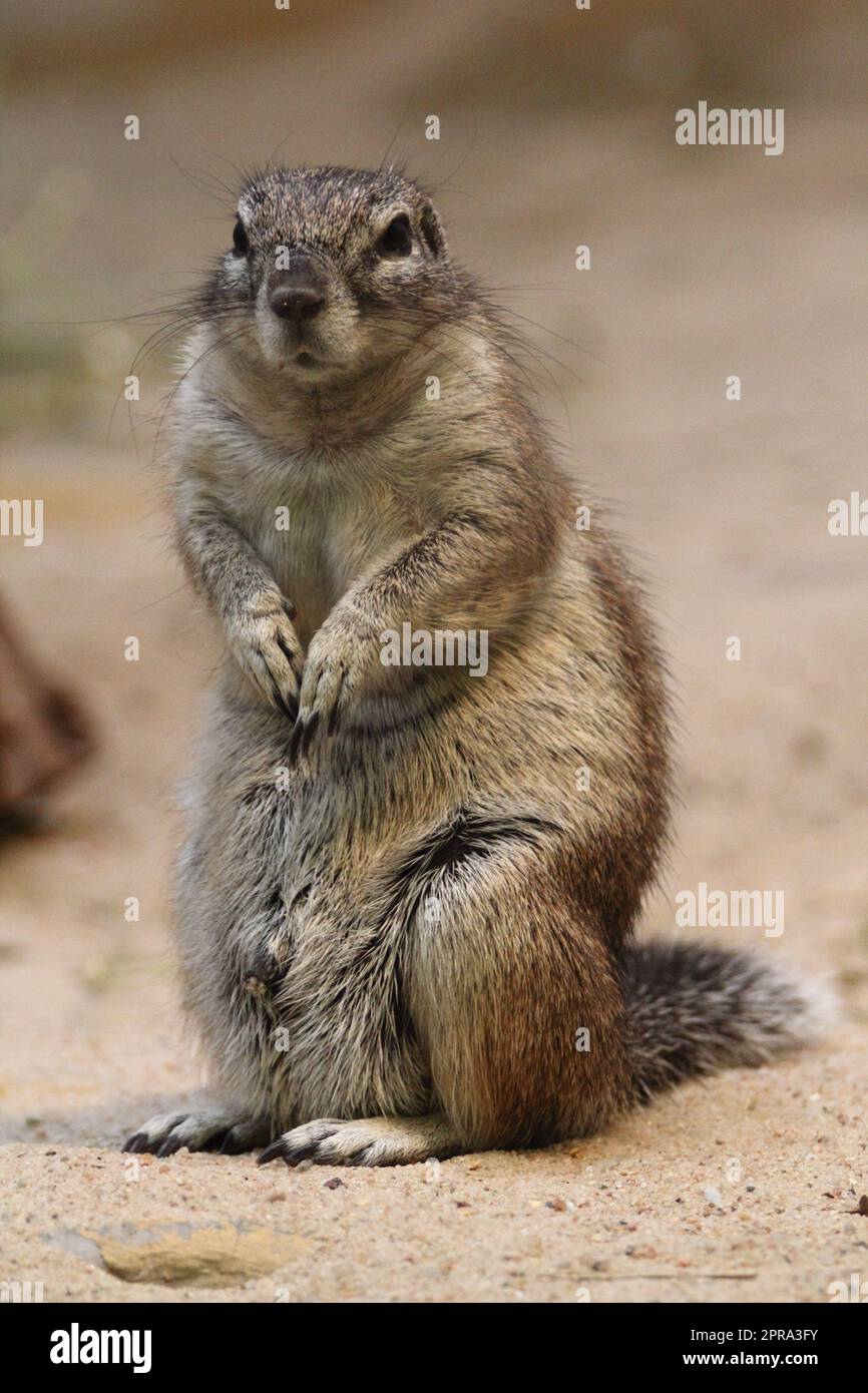 Cape ground squirrel (Xerus inauris Stock Photo - Alamy