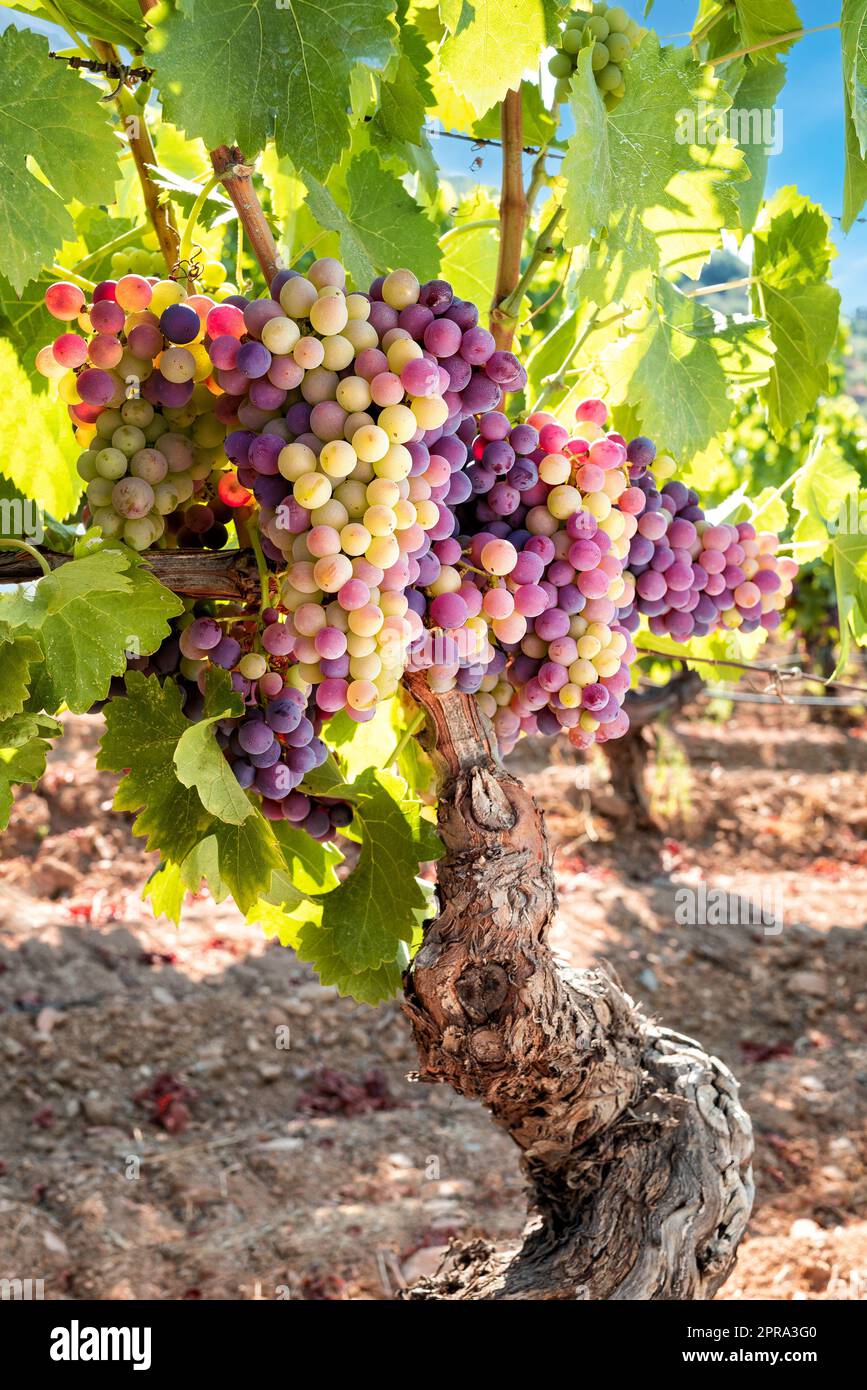 Bunches of grapes on the plant during the veraison phase. Agriculture ...