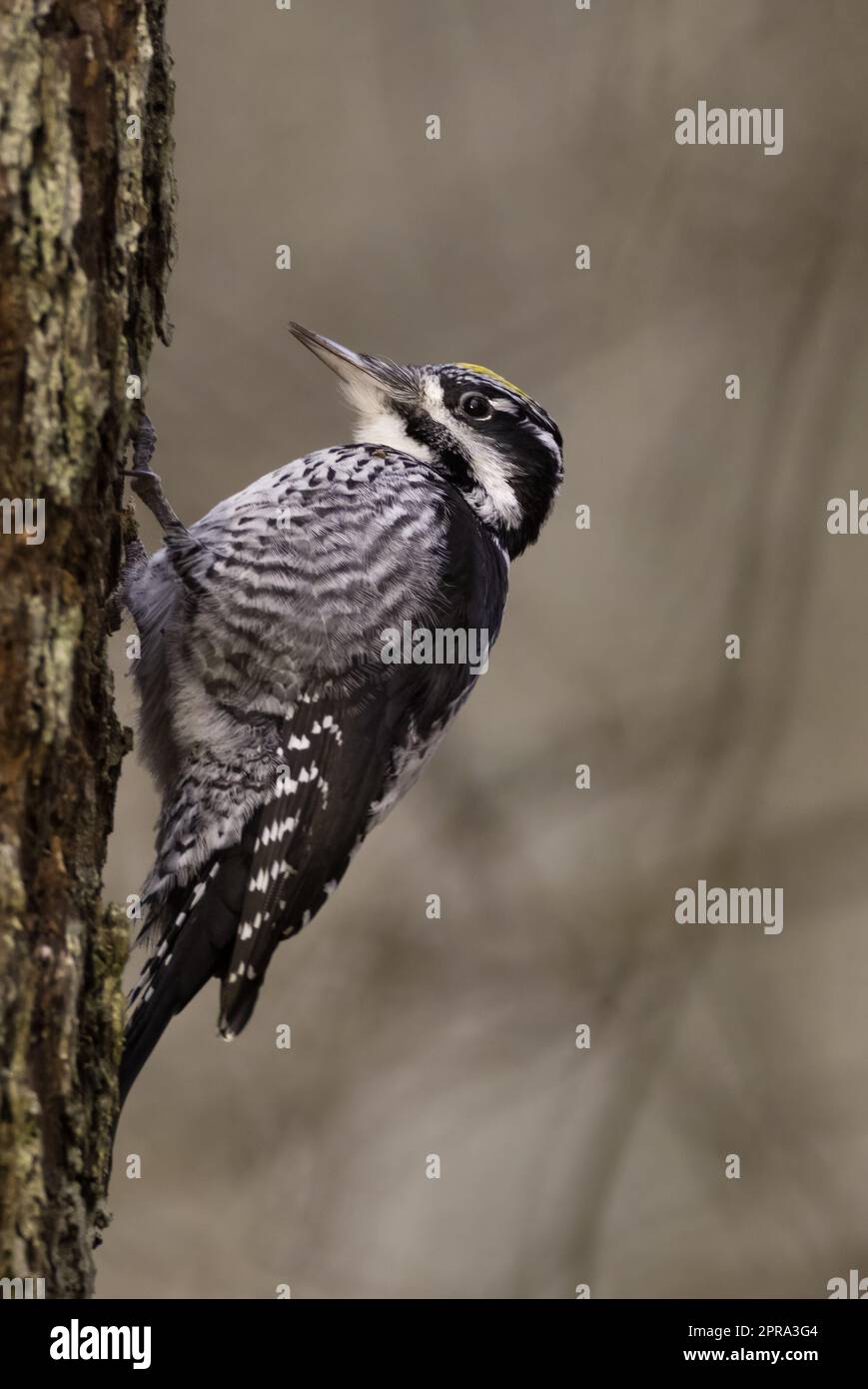 Eurasian Three-toed woodpecker (Picoides tridactylus) close up Stock ...