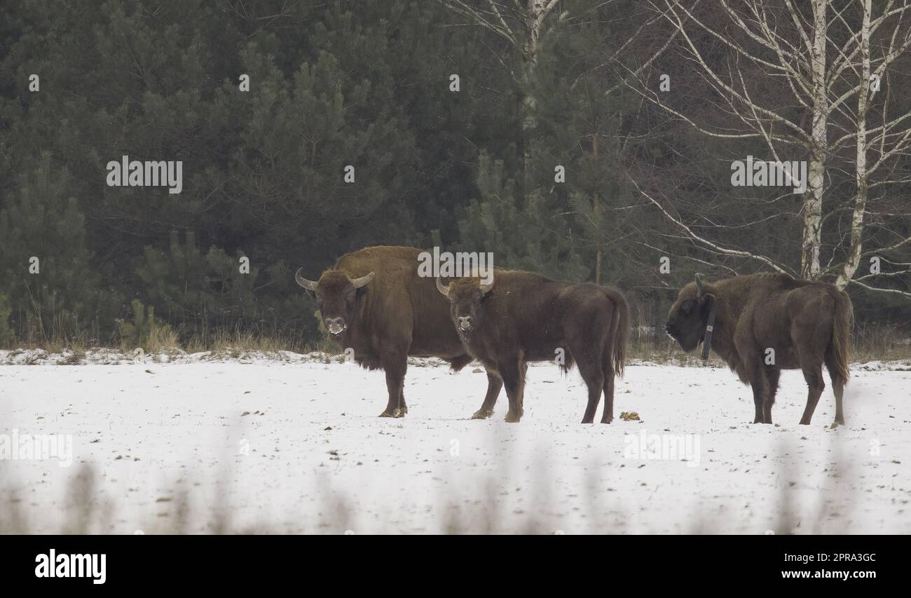 Group of European Bison(Bison bonasus) in winter Stock Photo - Alamy