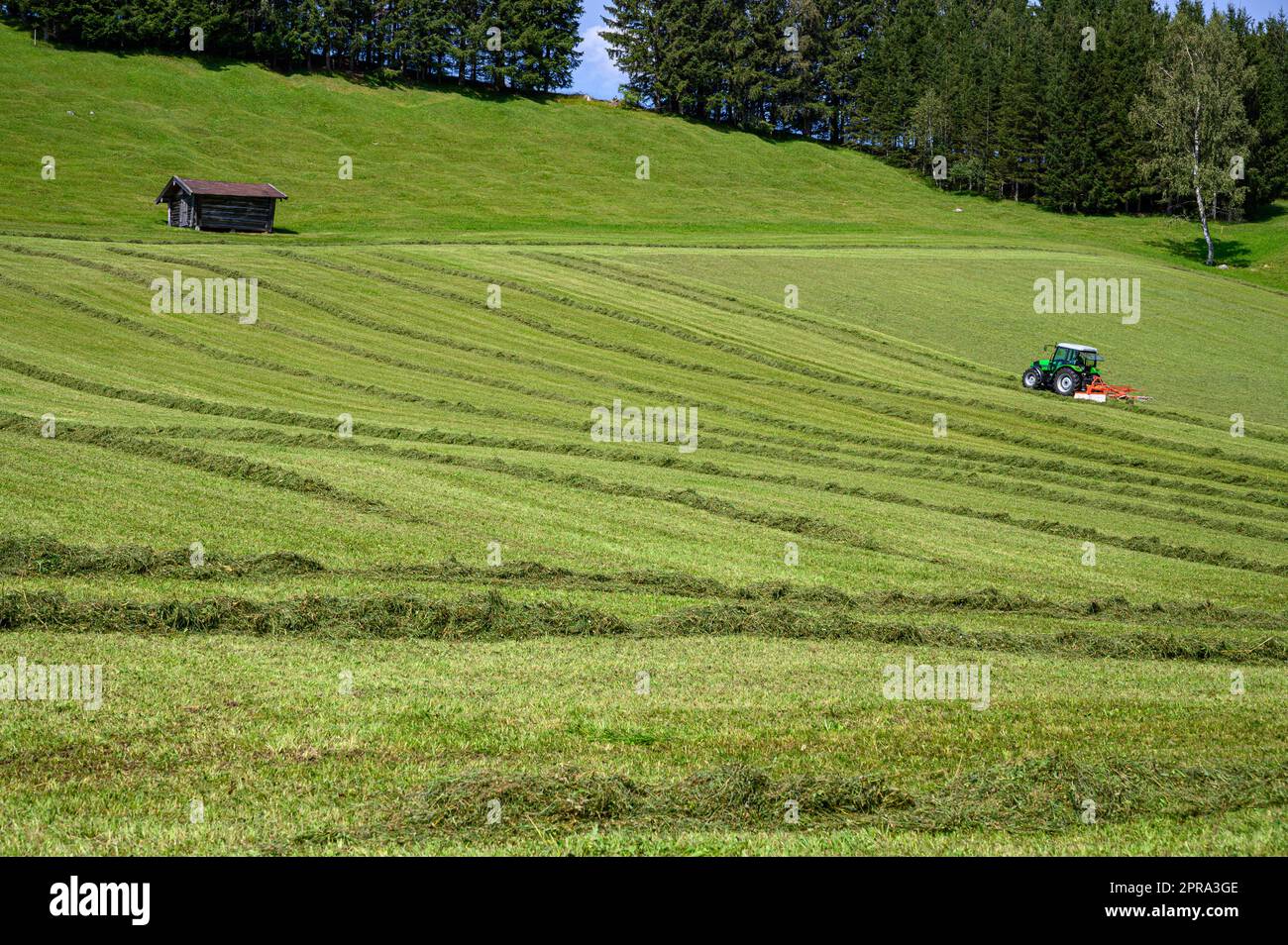 Turning the grass and drying Stock Photo - Alamy