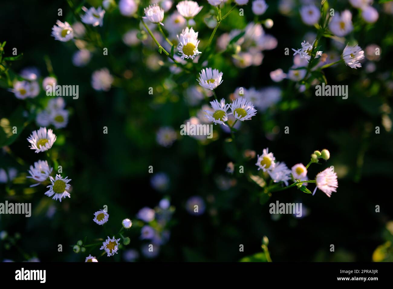 Crop view blooming daisies in hi-res stock photography and images - Alamy