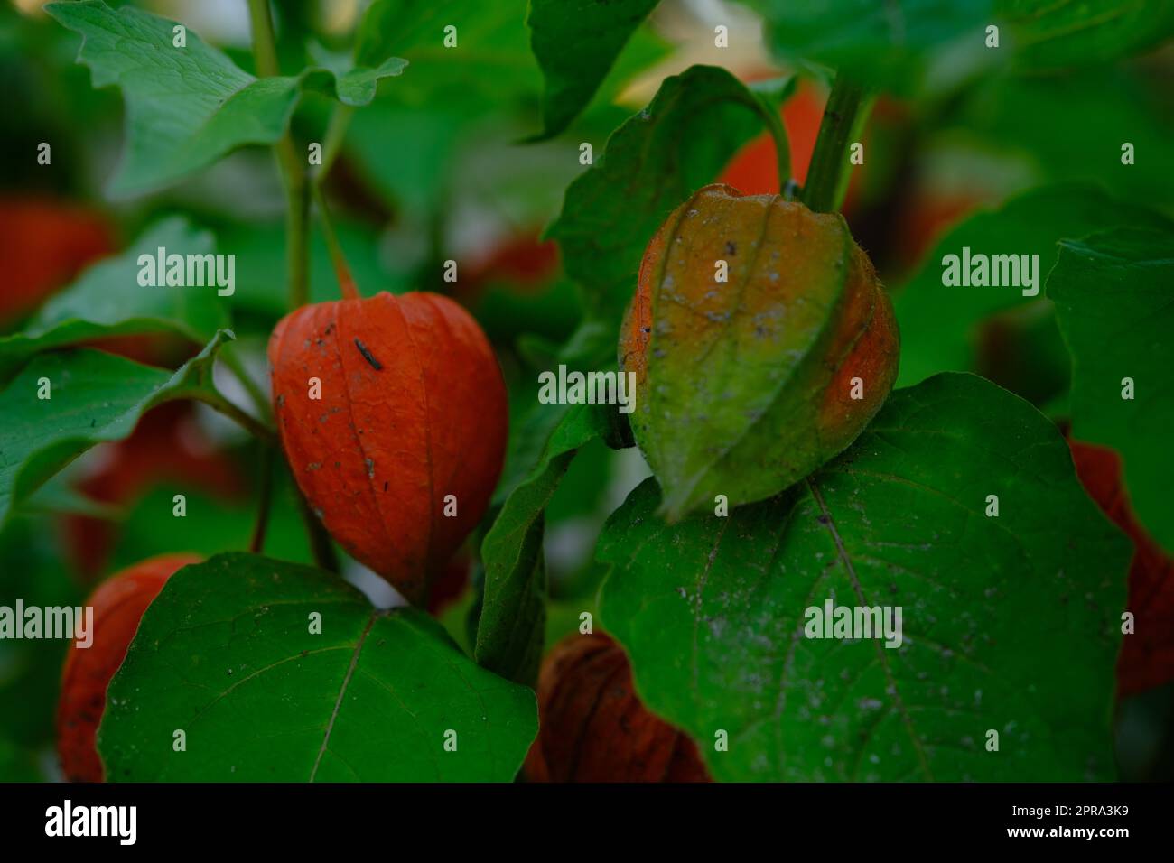 Physalis plant with bright red orange flowers and green leaves on black ...