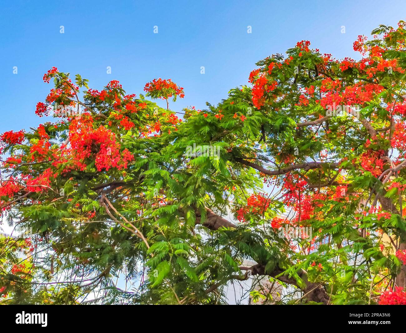 Beautiful tropical flame tree red flowers Flamboyant Delonix Regia ...