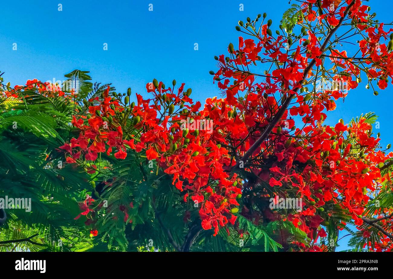 Beautiful tropical flame tree red flowers Flamboyant Delonix Regia Mexico Stock Photo - Alamy