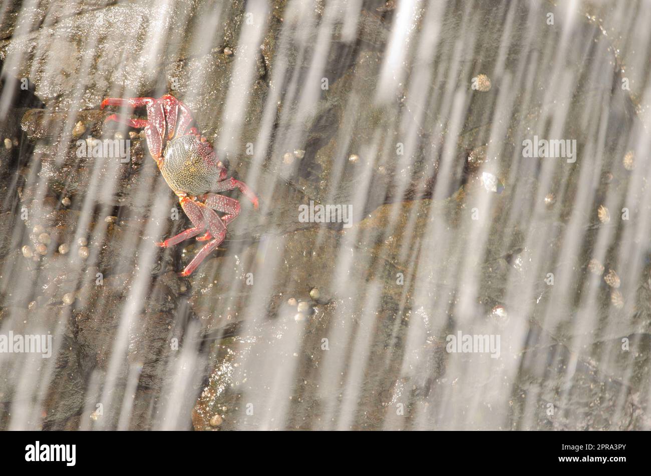 Crab under the splash of a wave Stock Photo - Alamy