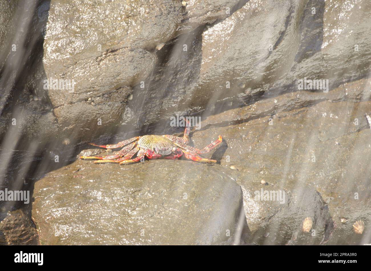 Crab under the splash of a wave Stock Photo - Alamy