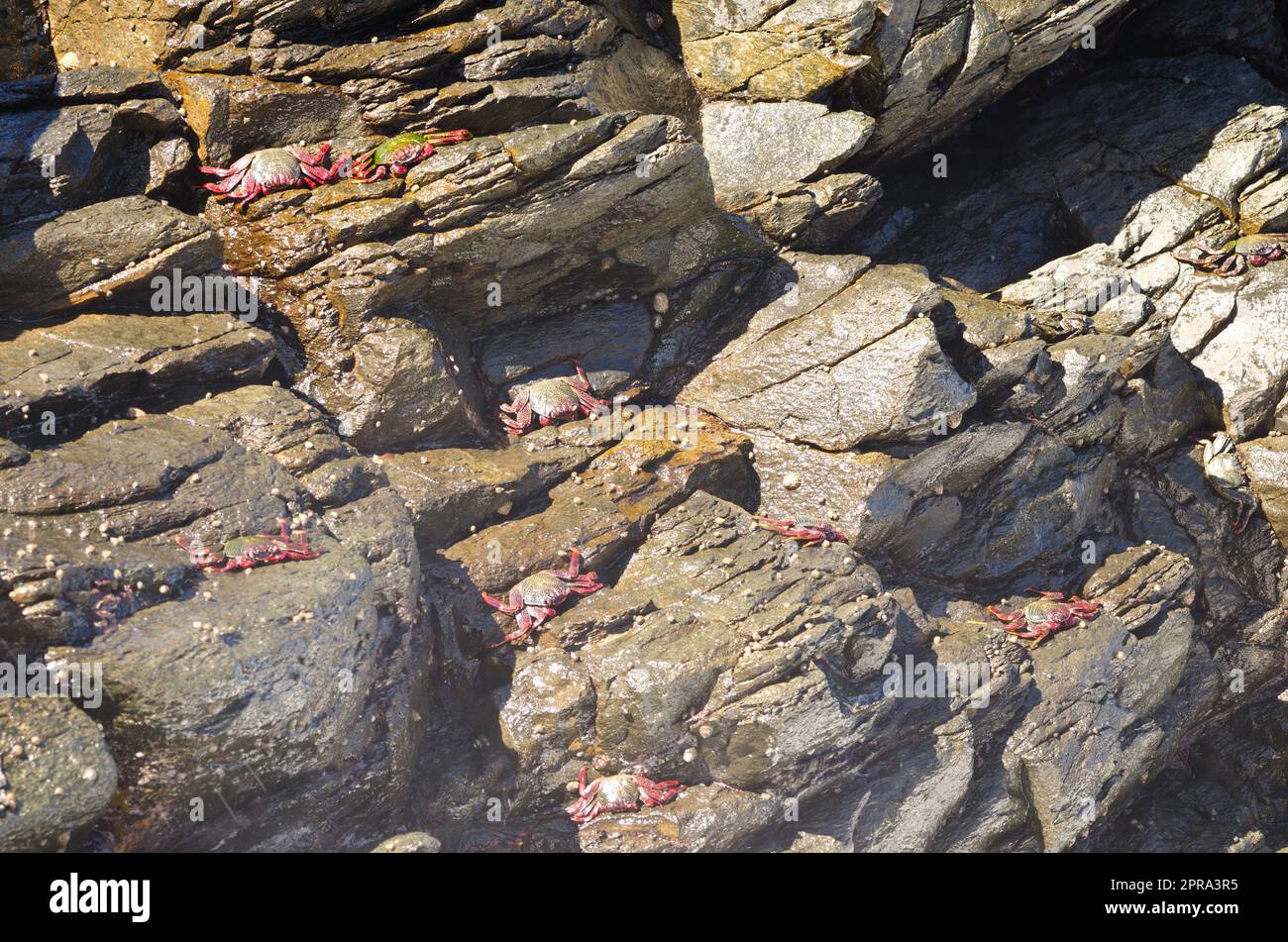 Cliff crabs hi-res stock photography and images - Alamy