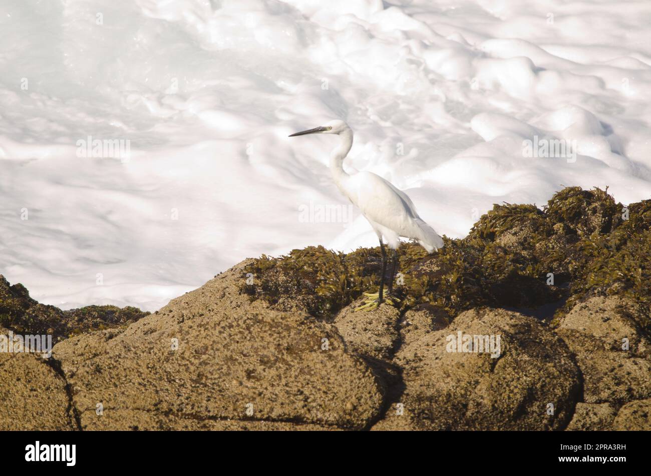 Little egret Egretta garzetta Stock Photo - Alamy