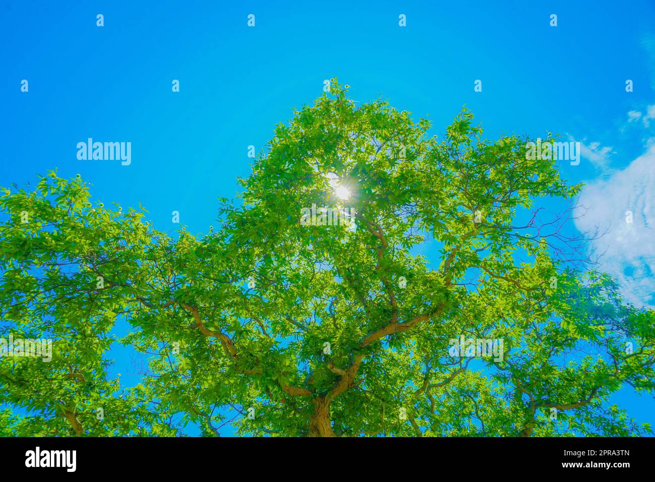 Great tree and fine weather sky Stock Photo - Alamy