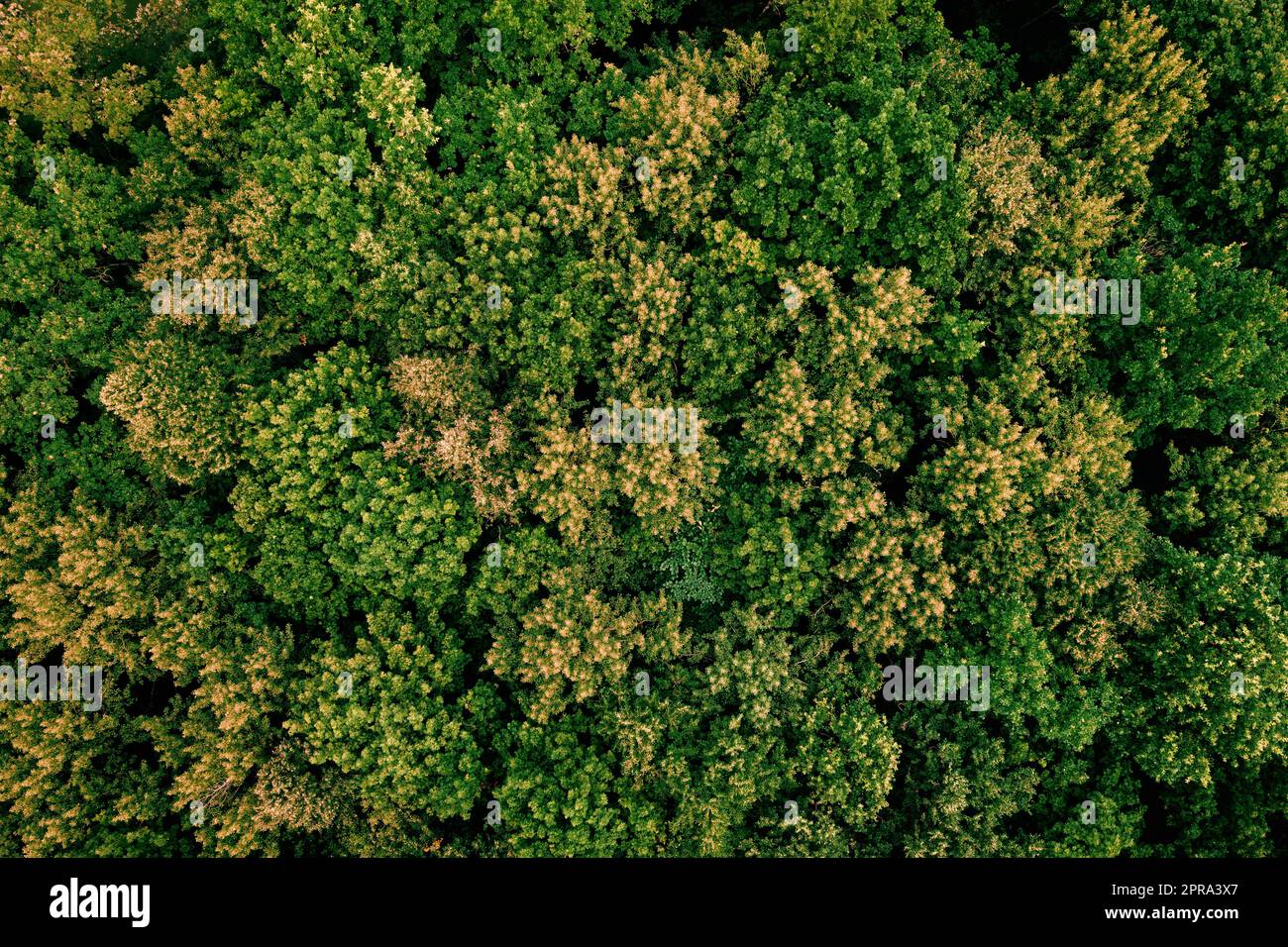 Aerial view countryside land dense hi-res stock photography and images - Alamy