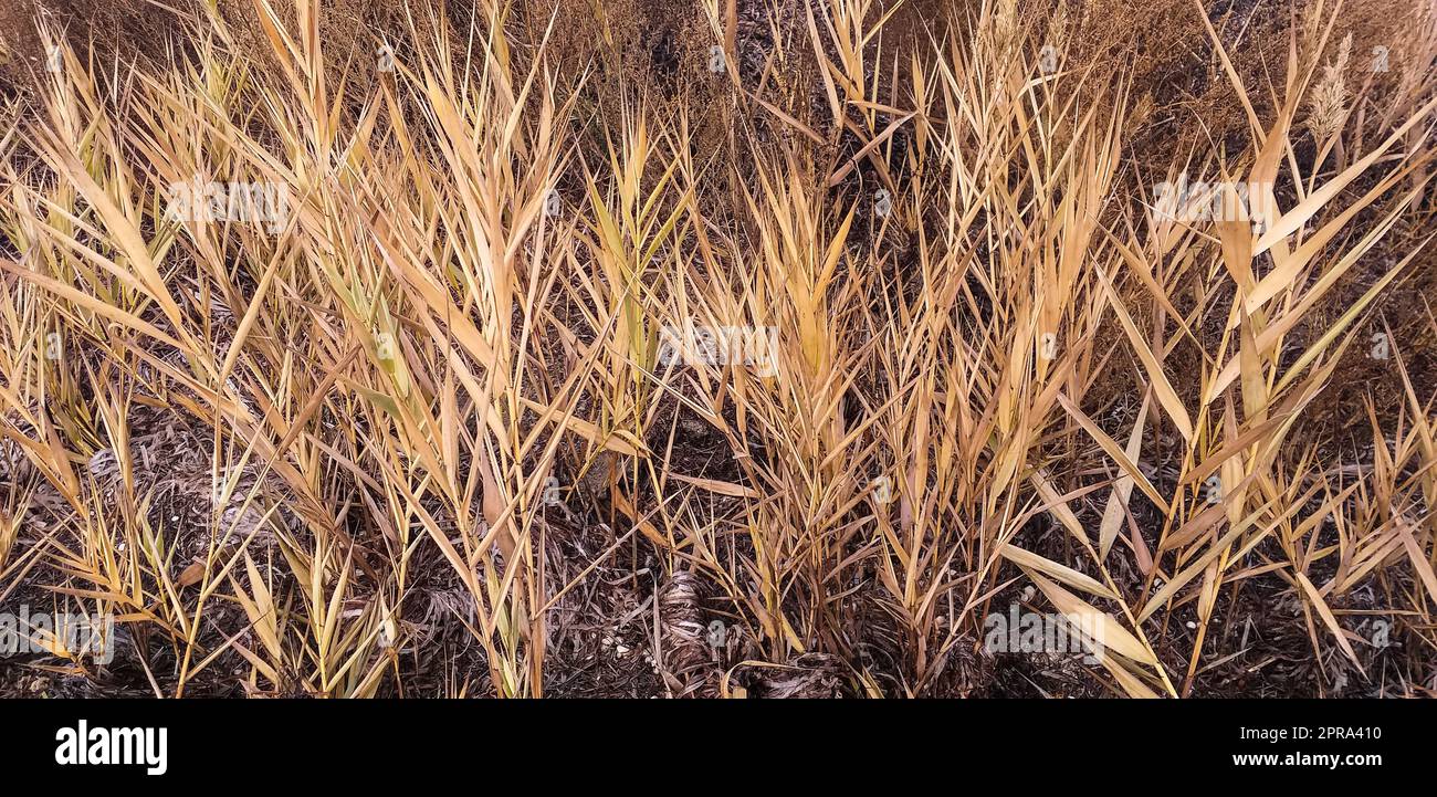 dry yellow grass, wide background Stock Photo - Alamy