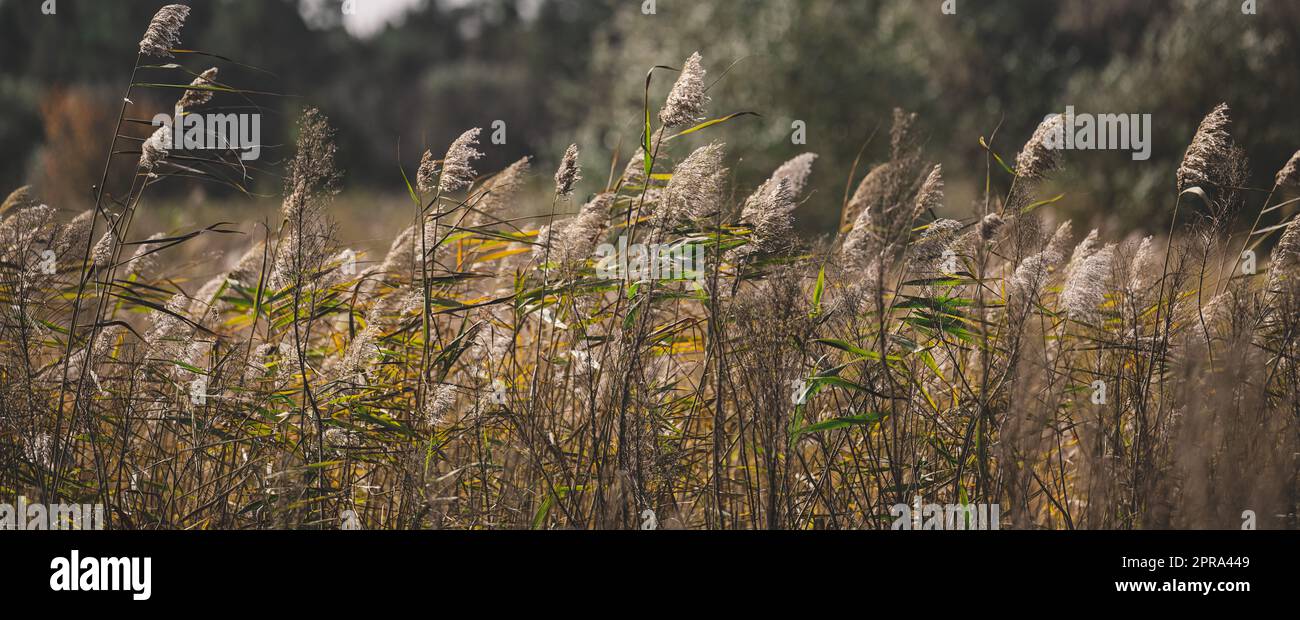 Dry grass stalks sway in hi-res stock photography and images - Alamy