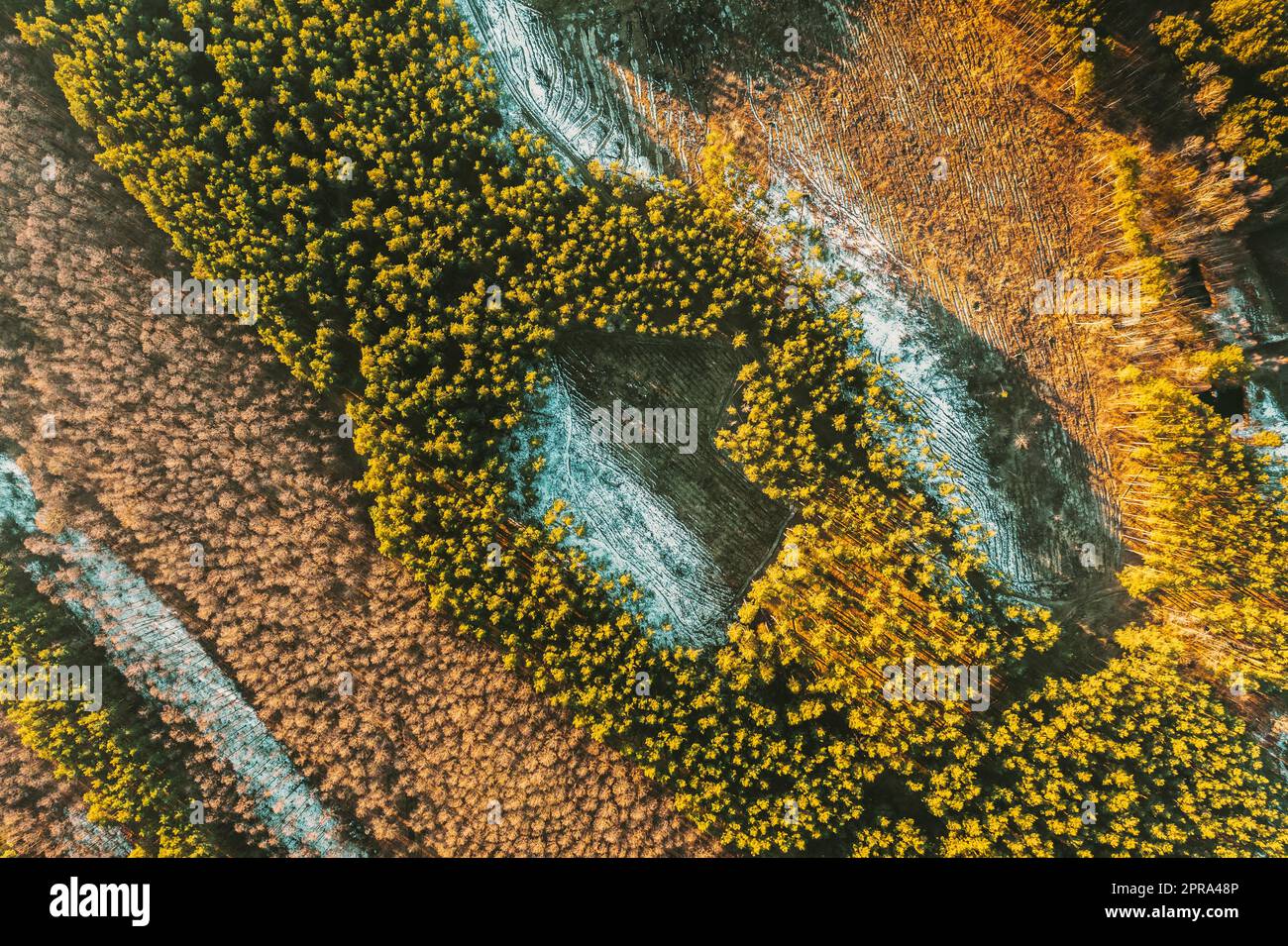 Aerial View Of Deciduous Trees Without Foliage Leaves And Green Forest ...