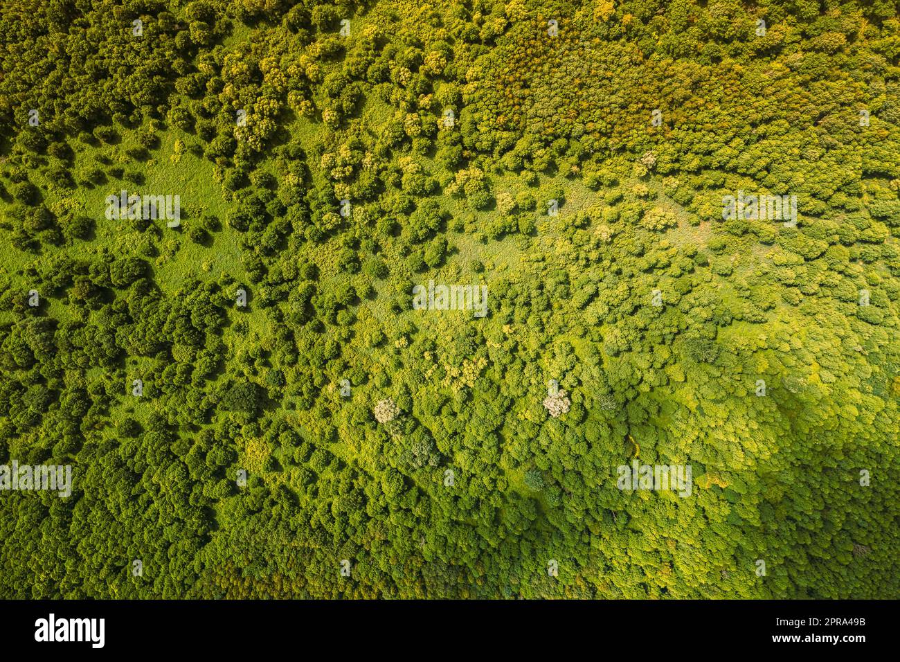 Aerial top view deciduous forest hi-res stock photography and images ...