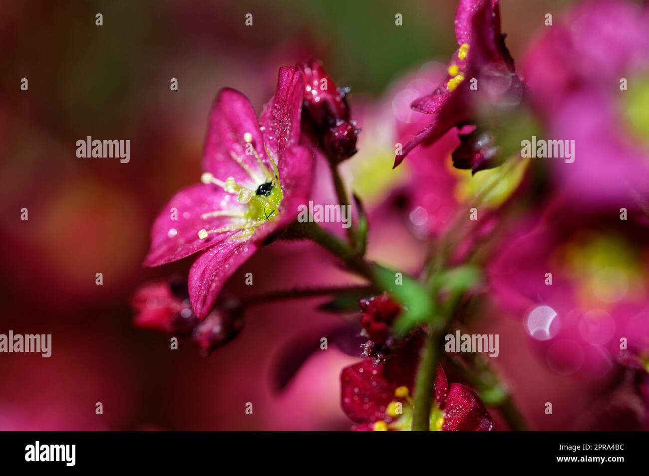 Pink flower with morning dew Stock Photo - Alamy