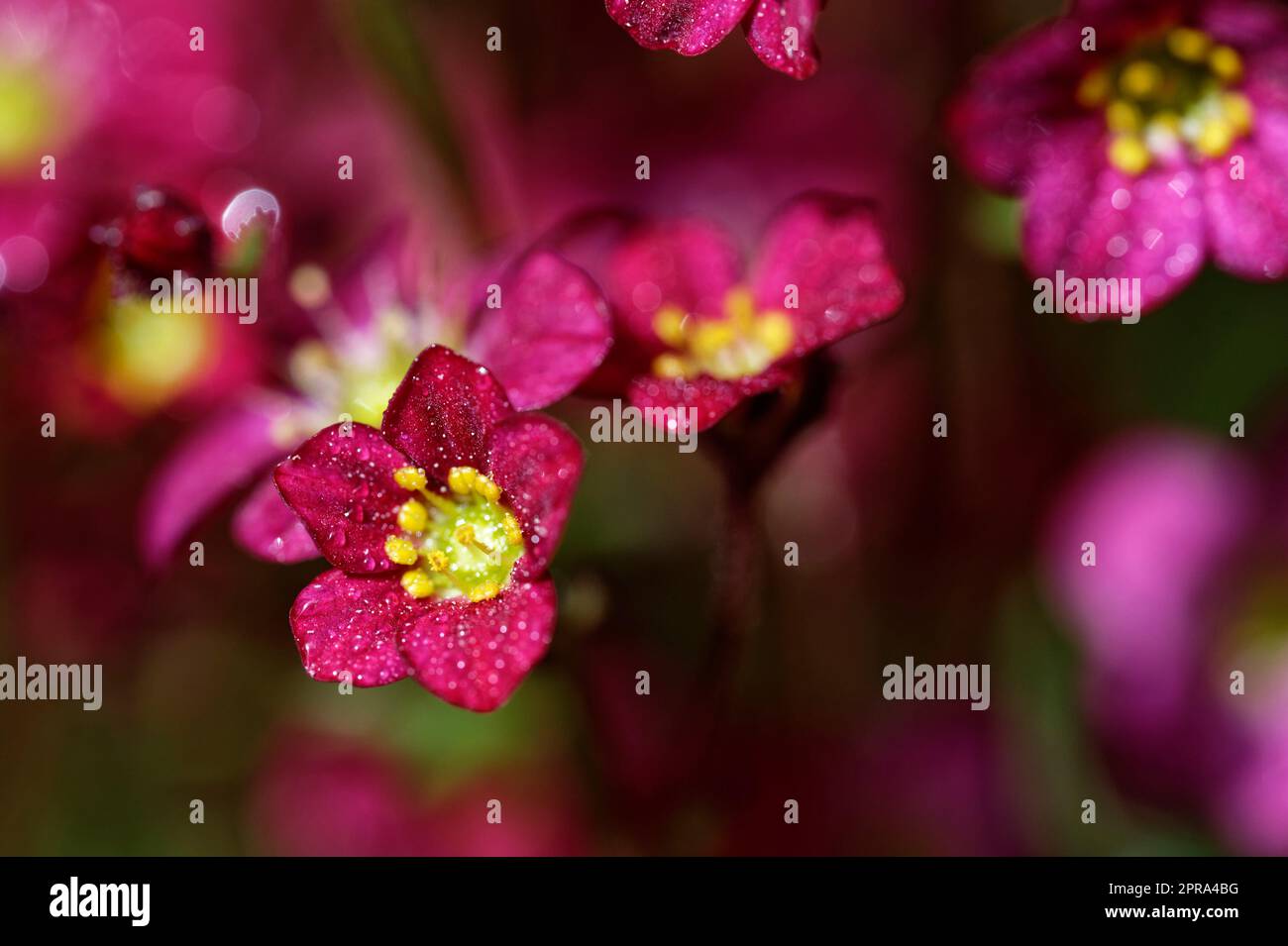Waterdrops on small flowers Stock Photo - Alamy