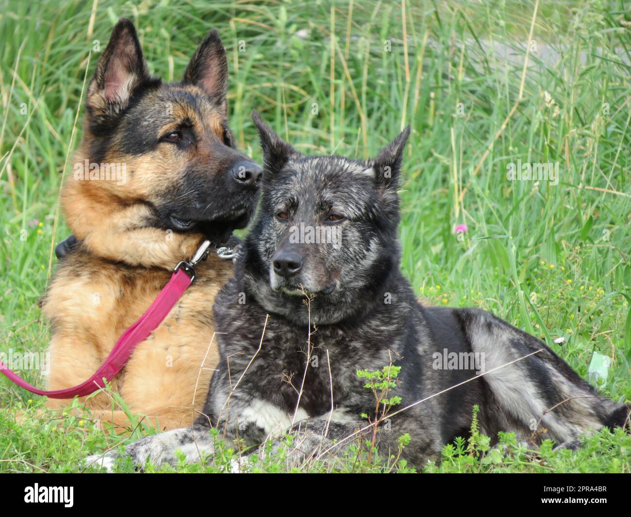 beautiful protective watchdogs defense security tranquility domestic ...