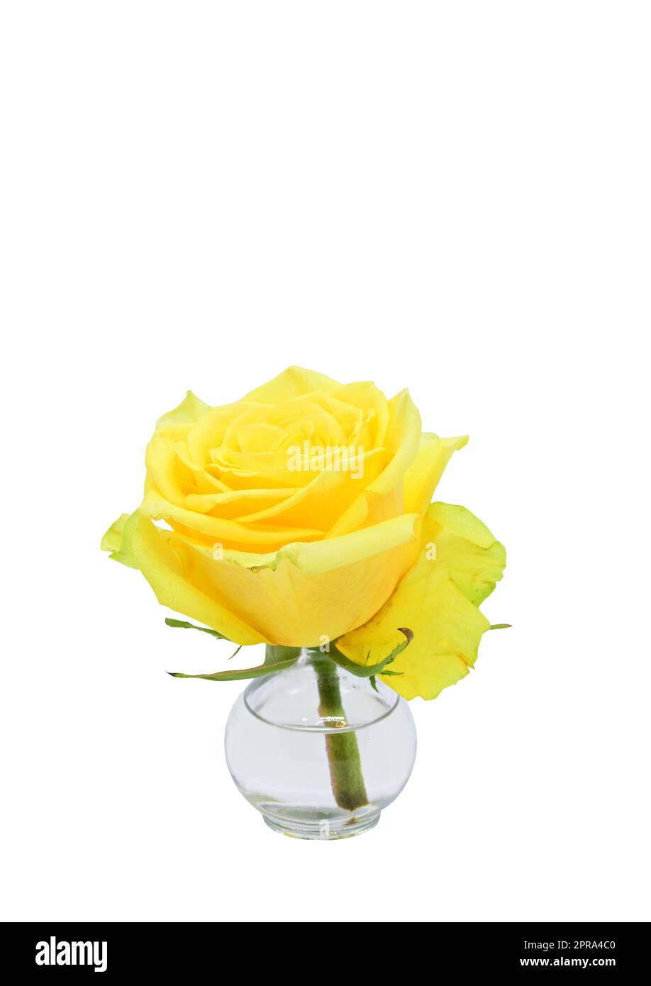 Single Yellow Rose In Vase