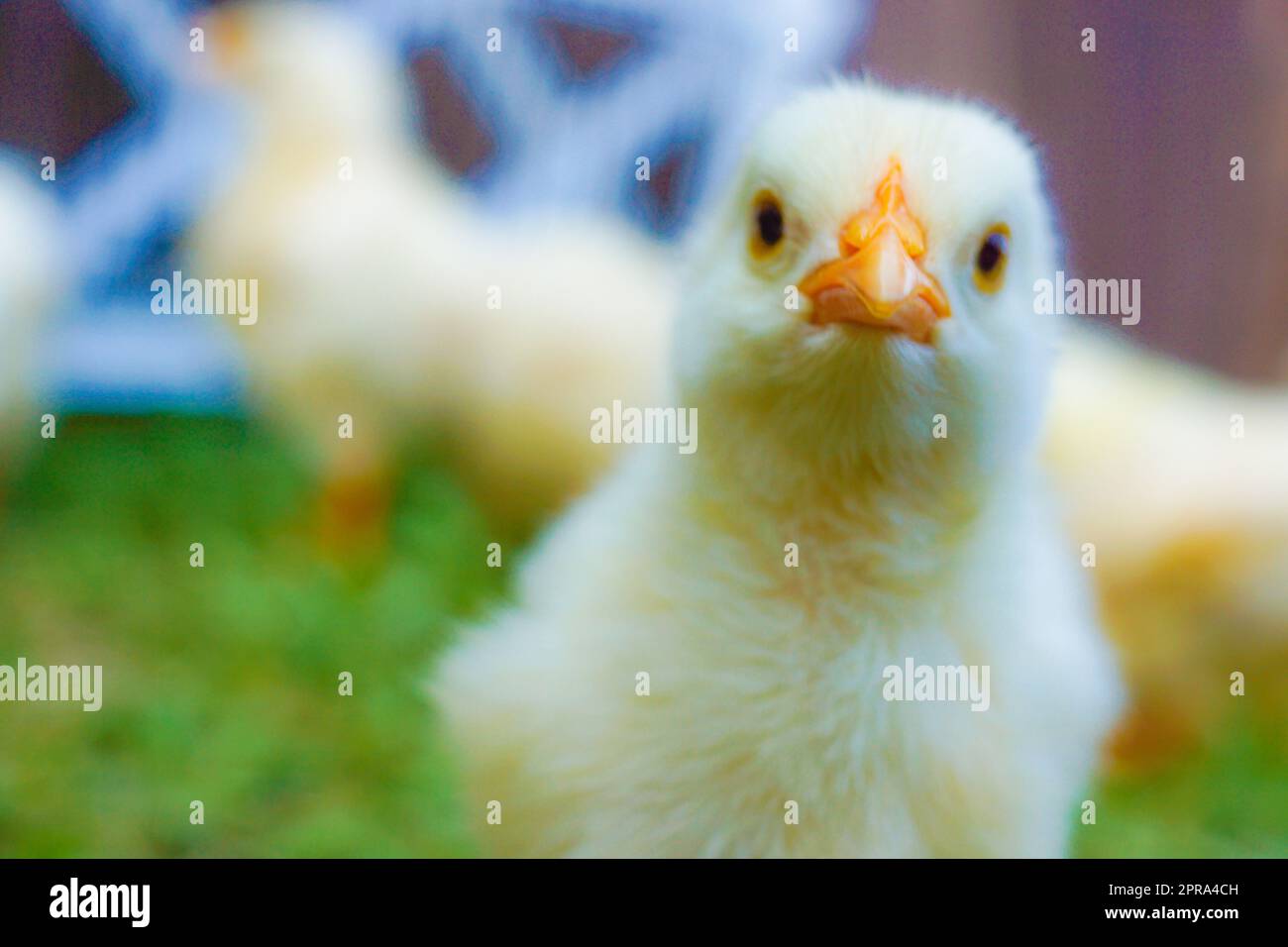 Cute a lot of chicks Stock Photo - Alamy