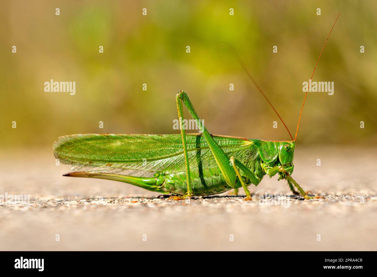 Big green grasshopper on the pavement in the sun Stock Photo - Alamy