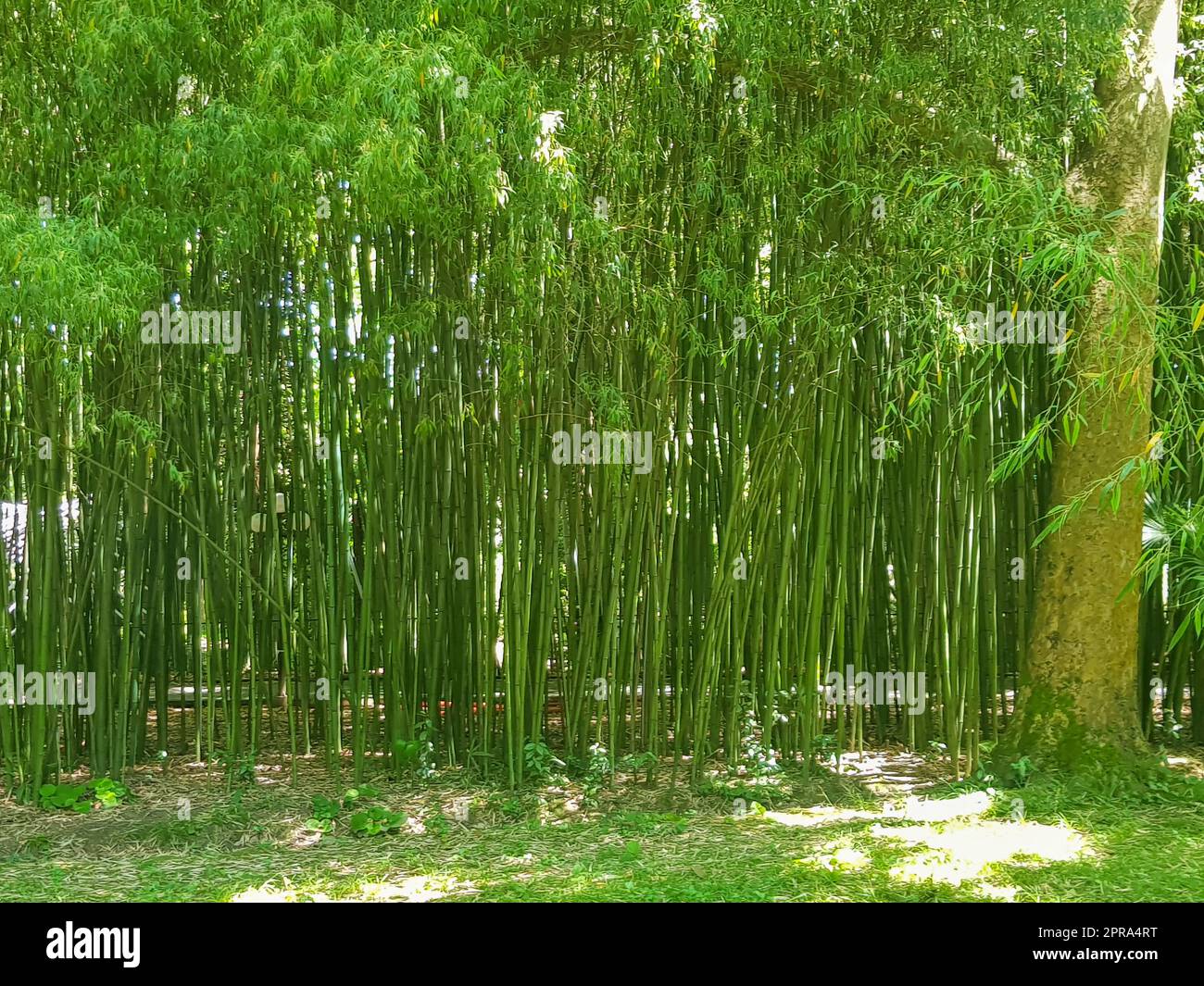 Thickets of bamboo grove with sunlight through the trunks, early ...