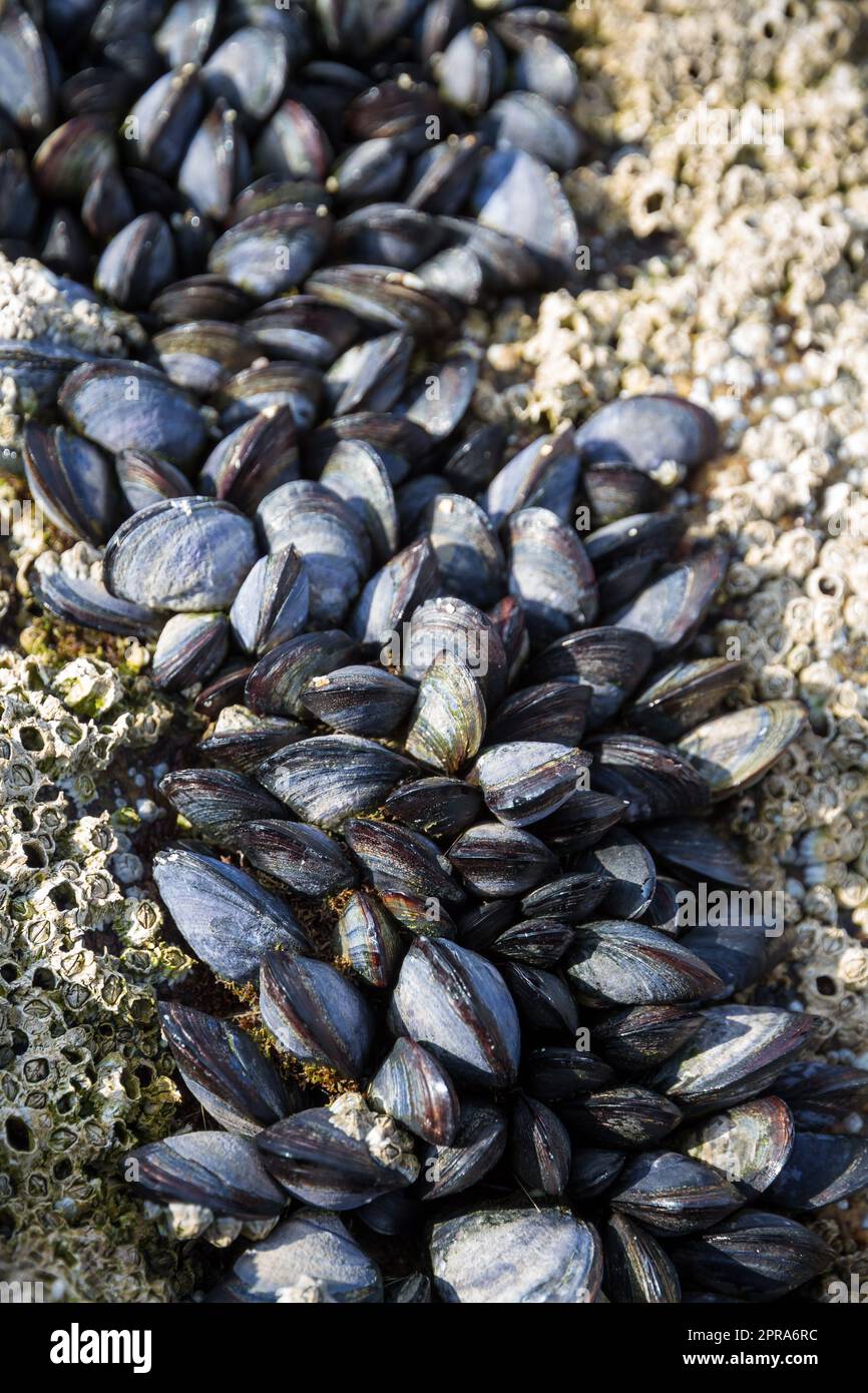 Blue mussels mytilus edulis mytilidae hi-res stock photography and ...