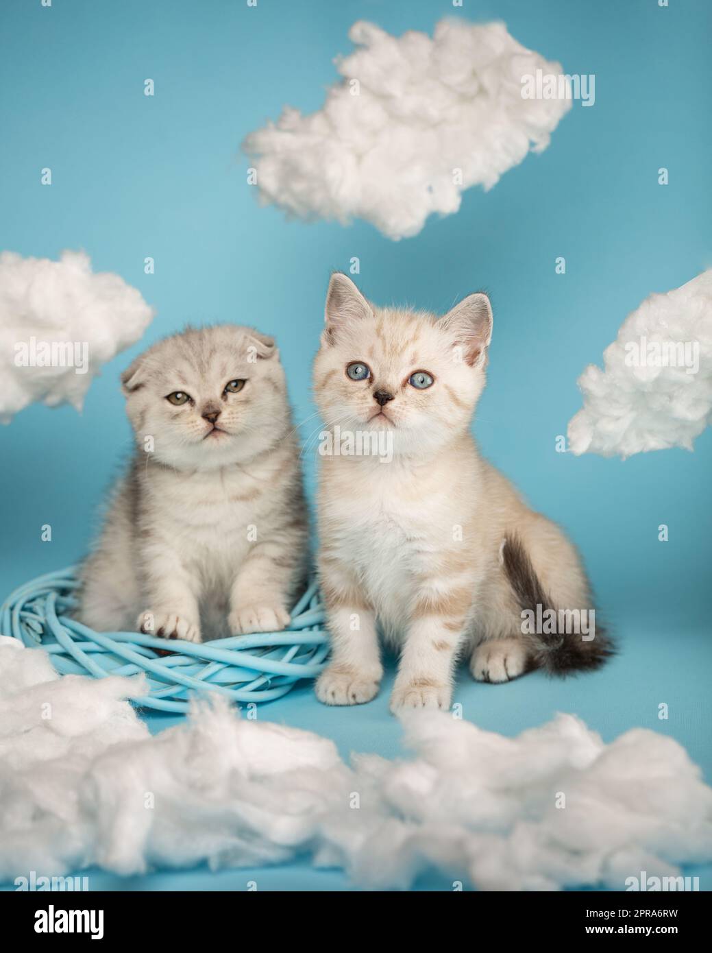 Little newborn fluffy adorable kittens sitting together among white ...