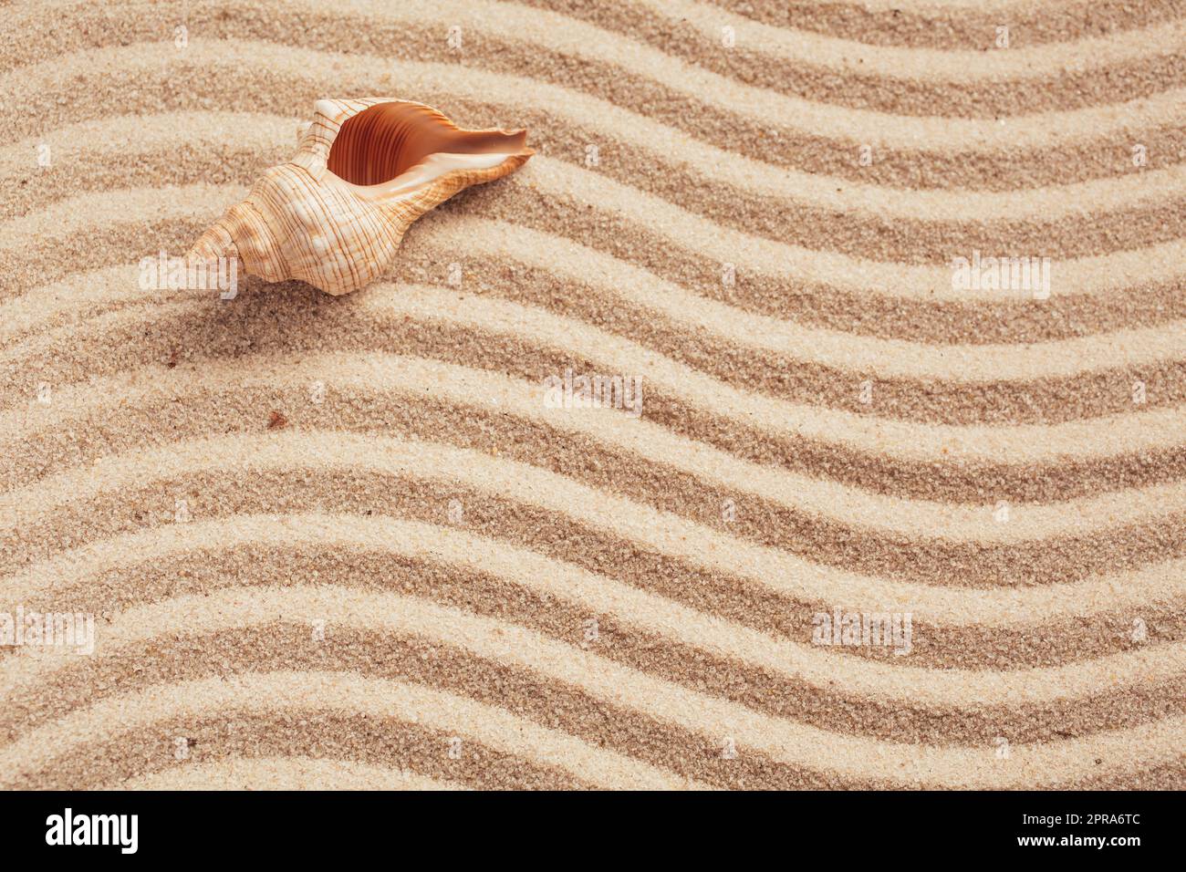 Yellow sand beach. Beautiful seashell on beach. Banner template with ...