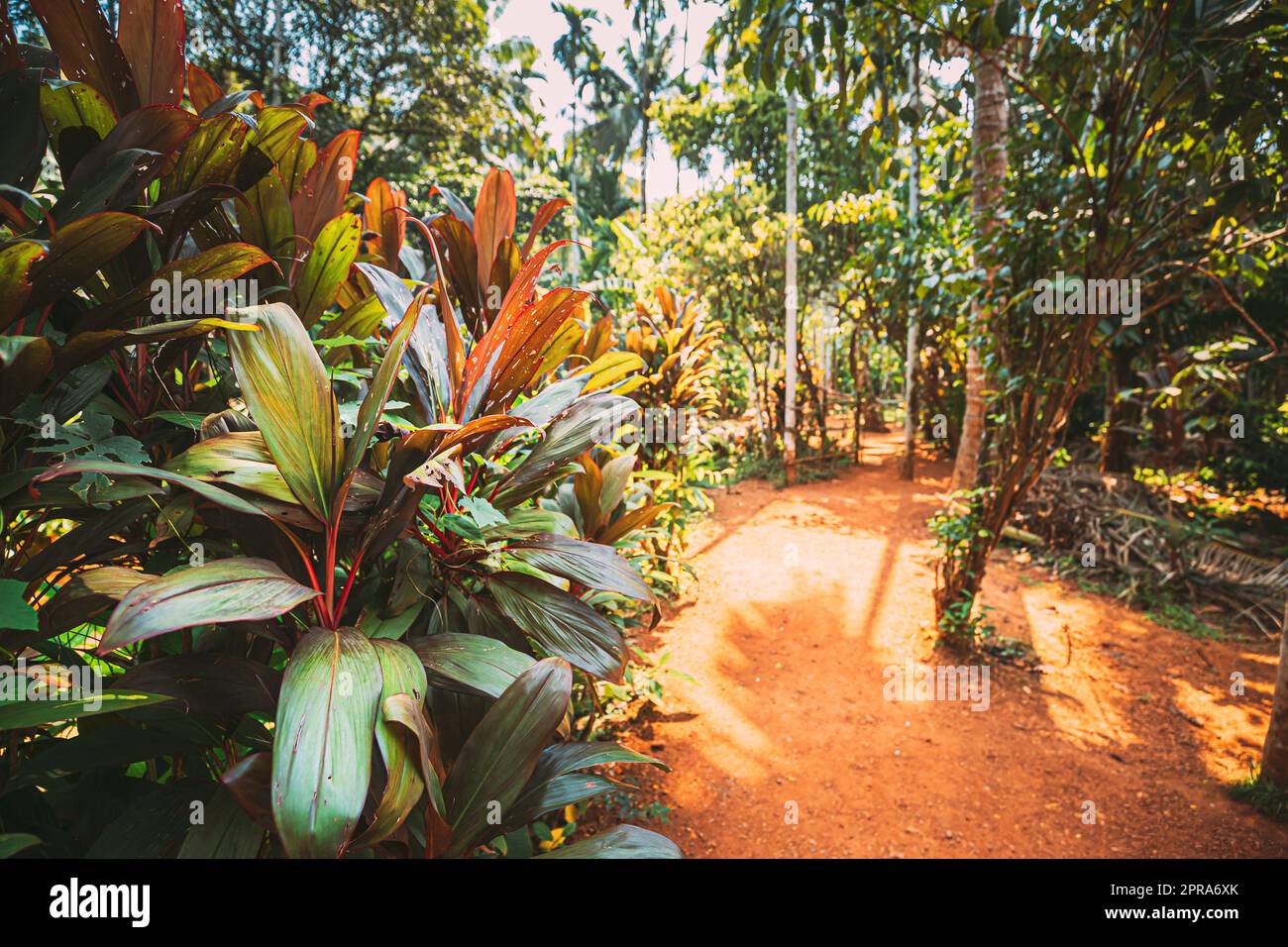 Indian goa green vegetation hi-res stock photography and images - Alamy