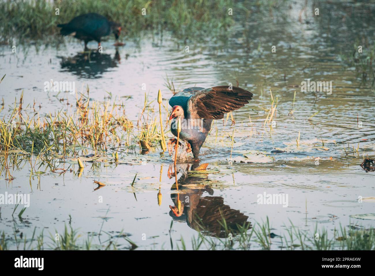 Goa, India. Two Grey-headed Swamphen Birds In Morning Looking For Food ...