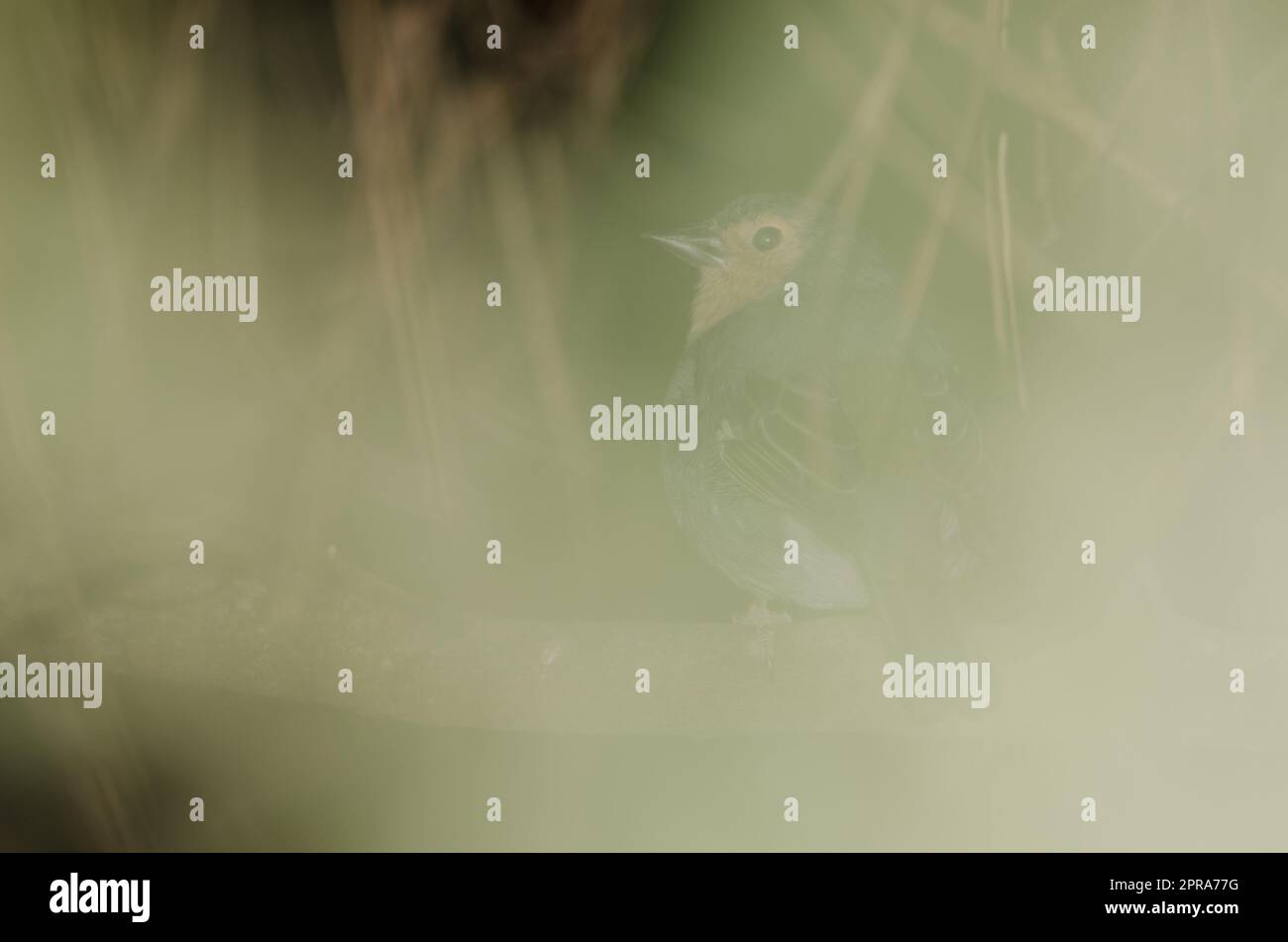 Fringilla canariensis hi-res stock photography and images - Alamy