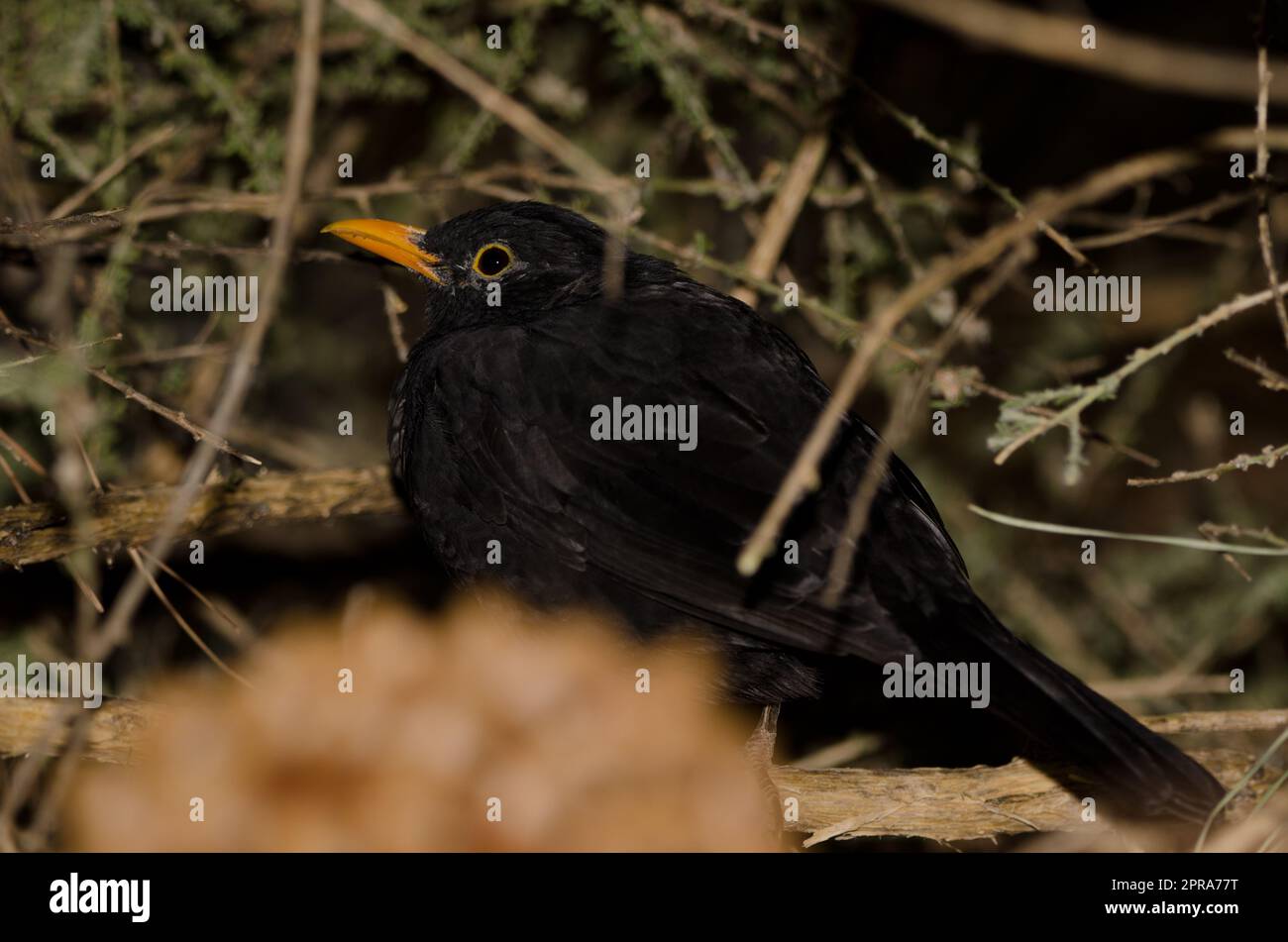 Common blackbird species true hi-res stock photography and images - Alamy