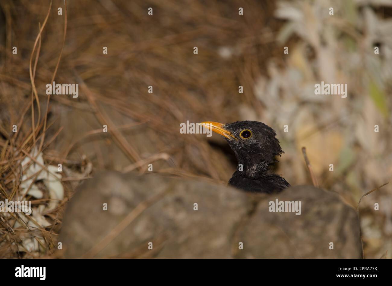 Blackbird head hi-res stock photography and images - Alamy