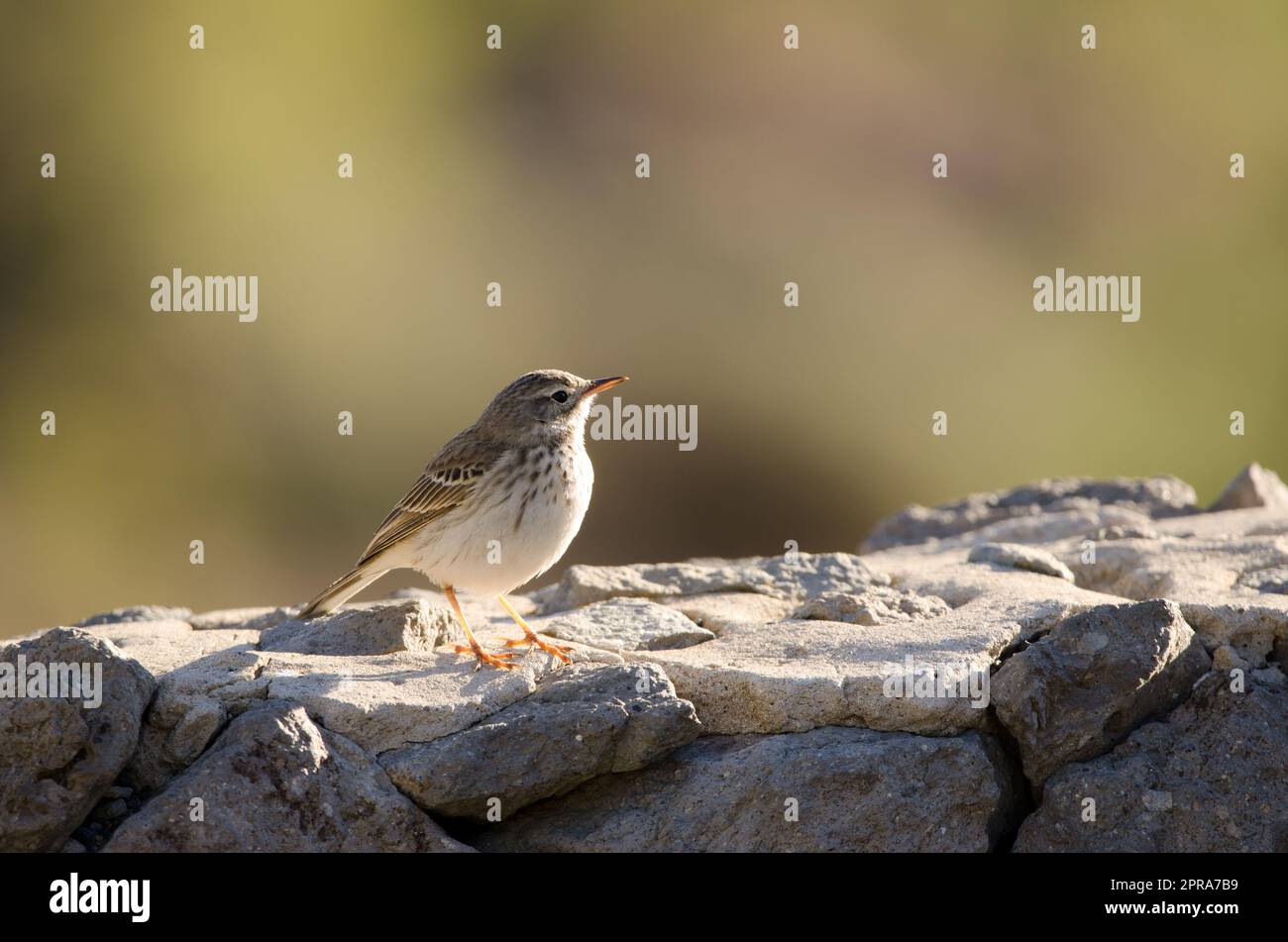 Rock pipits hi-res stock photography and images - Alamy