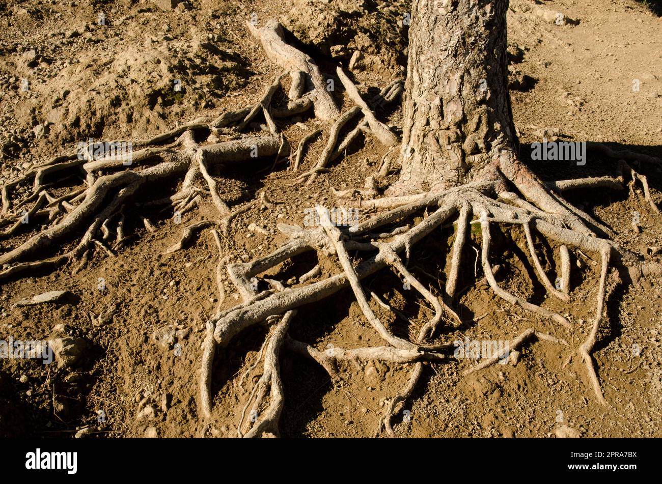 Trunk roots hi-res stock photography and images - Alamy