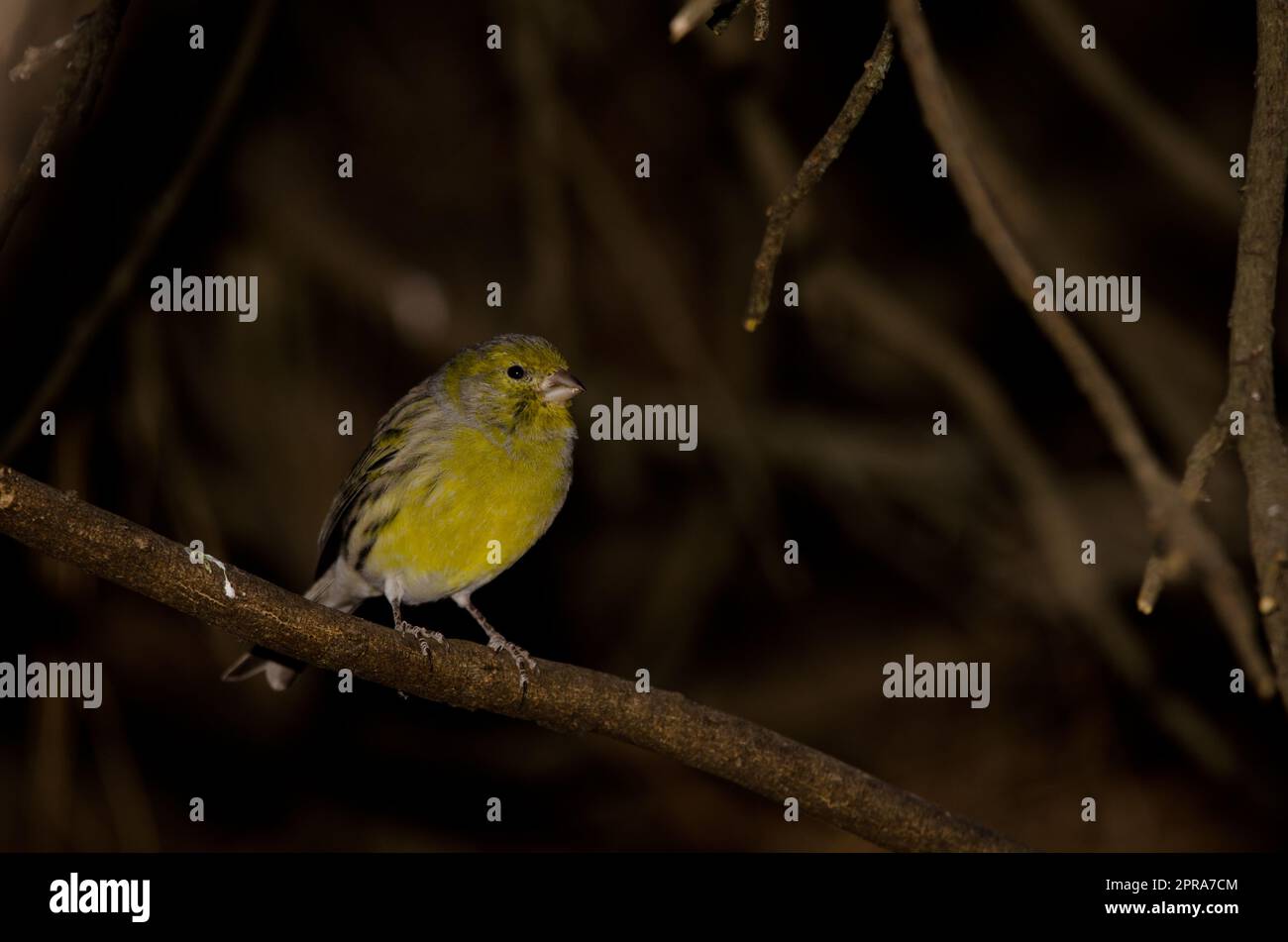 Male Atlantic canary Stock Photo - Alamy